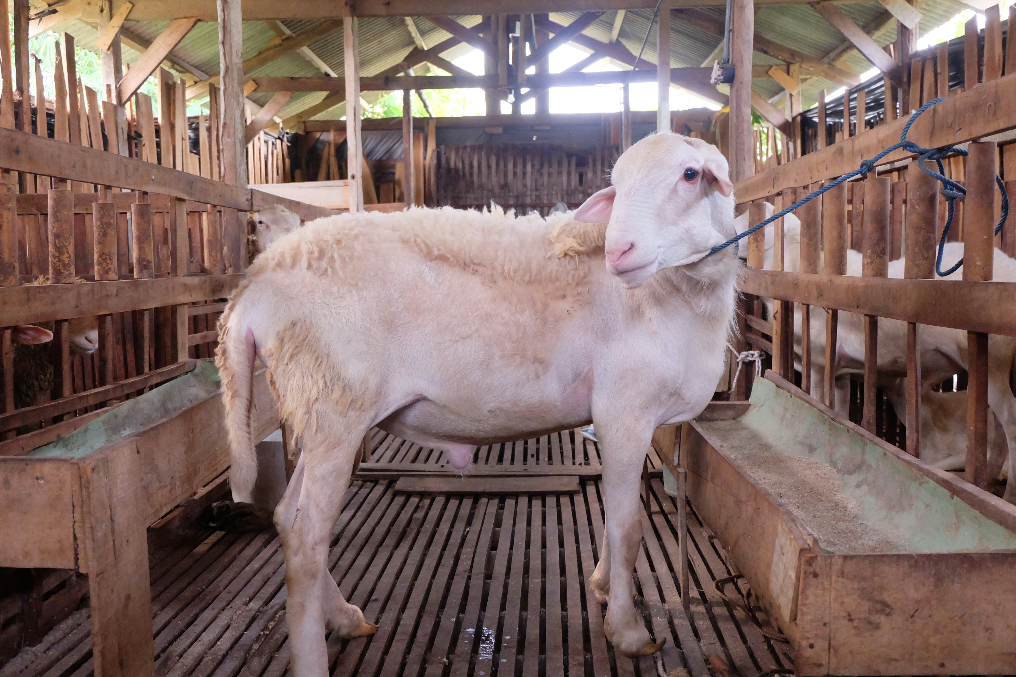 Lamb Under Barn Light: A Portrait Amid Weathered Rails