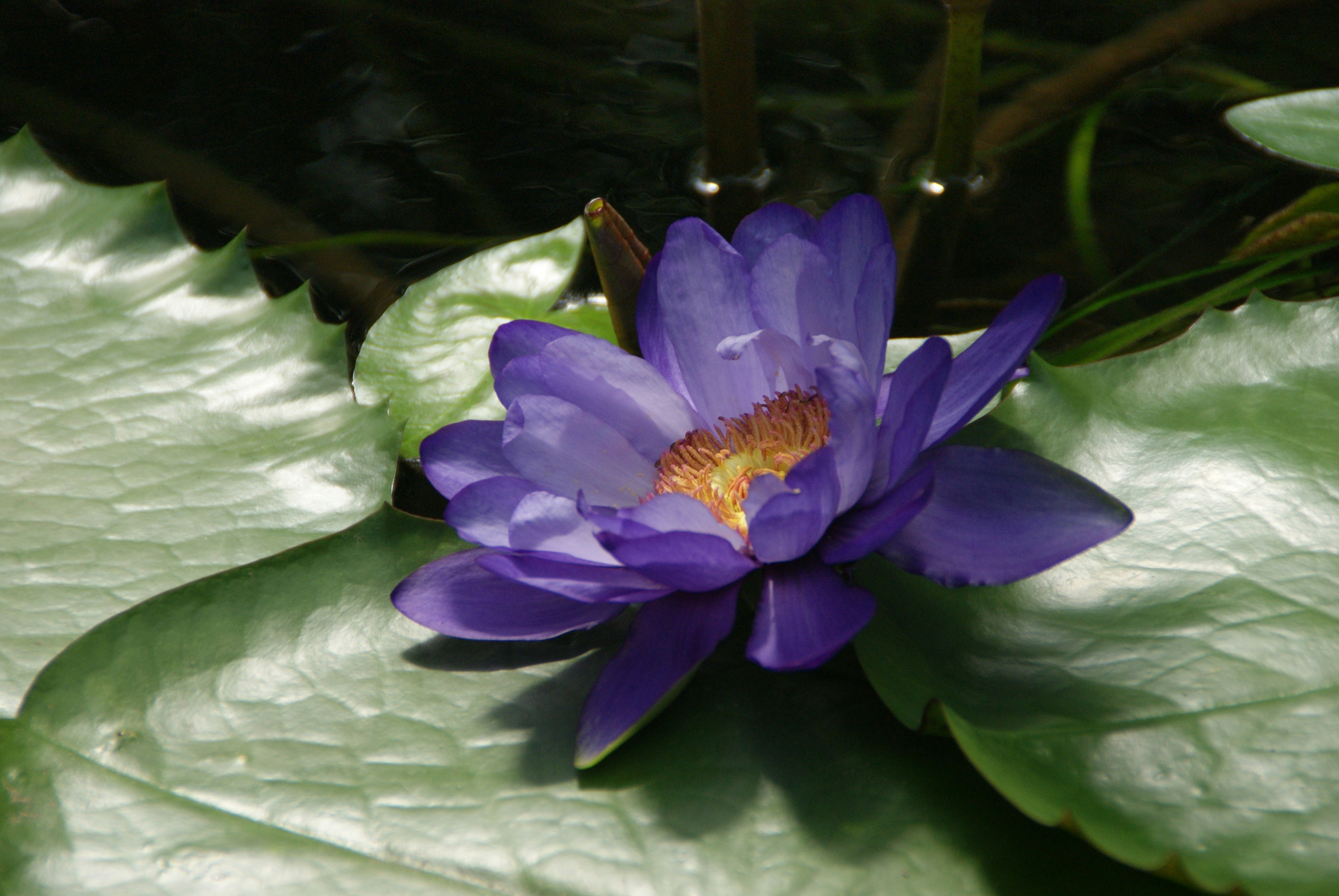 Vibrant purple water lily resting on lush green leaves, surrounded by tranquil water. A symbol of peace and beauty.