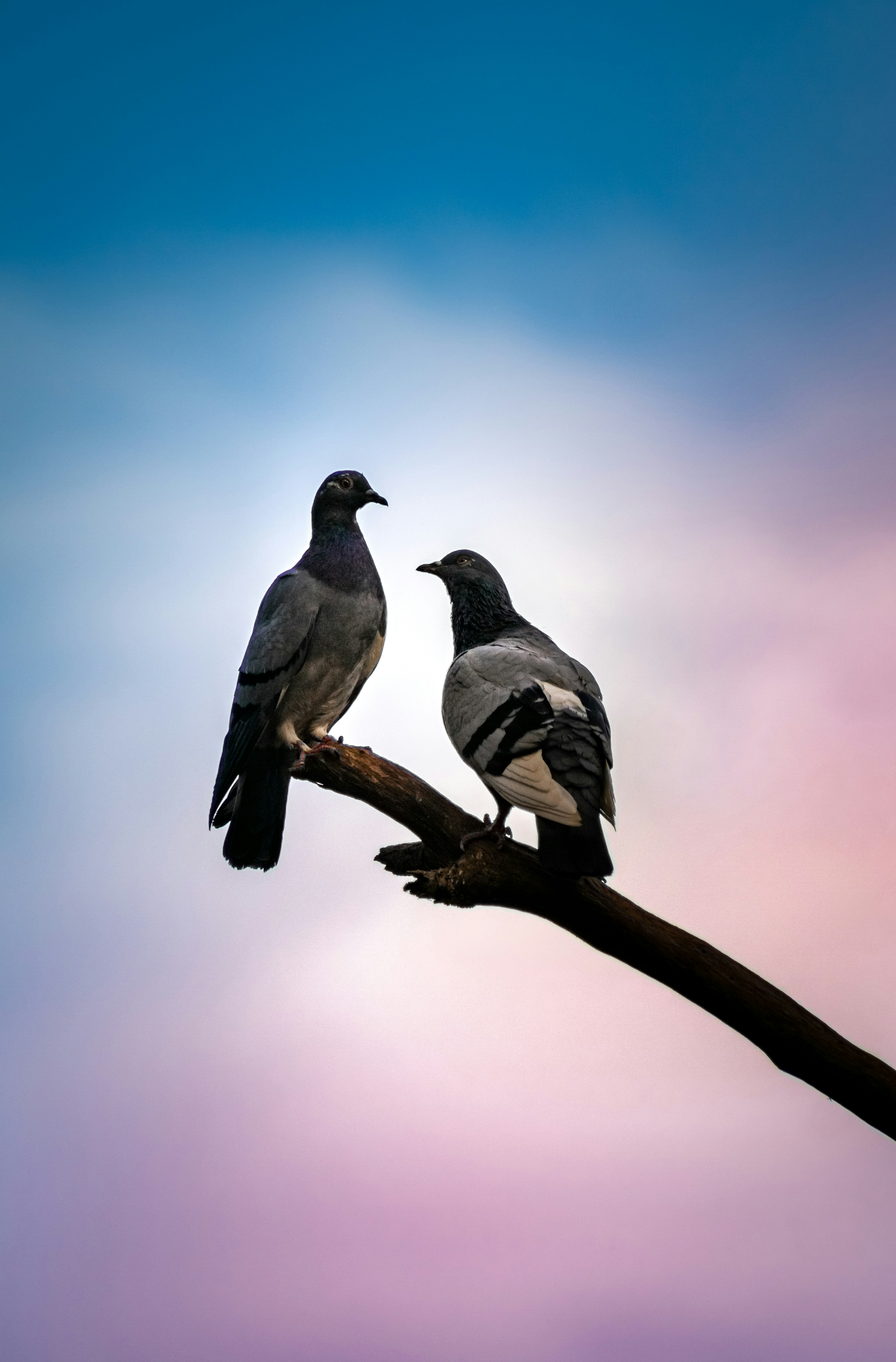 Twilight Dialogue: Two Pigeons Perched on a Slender Branch