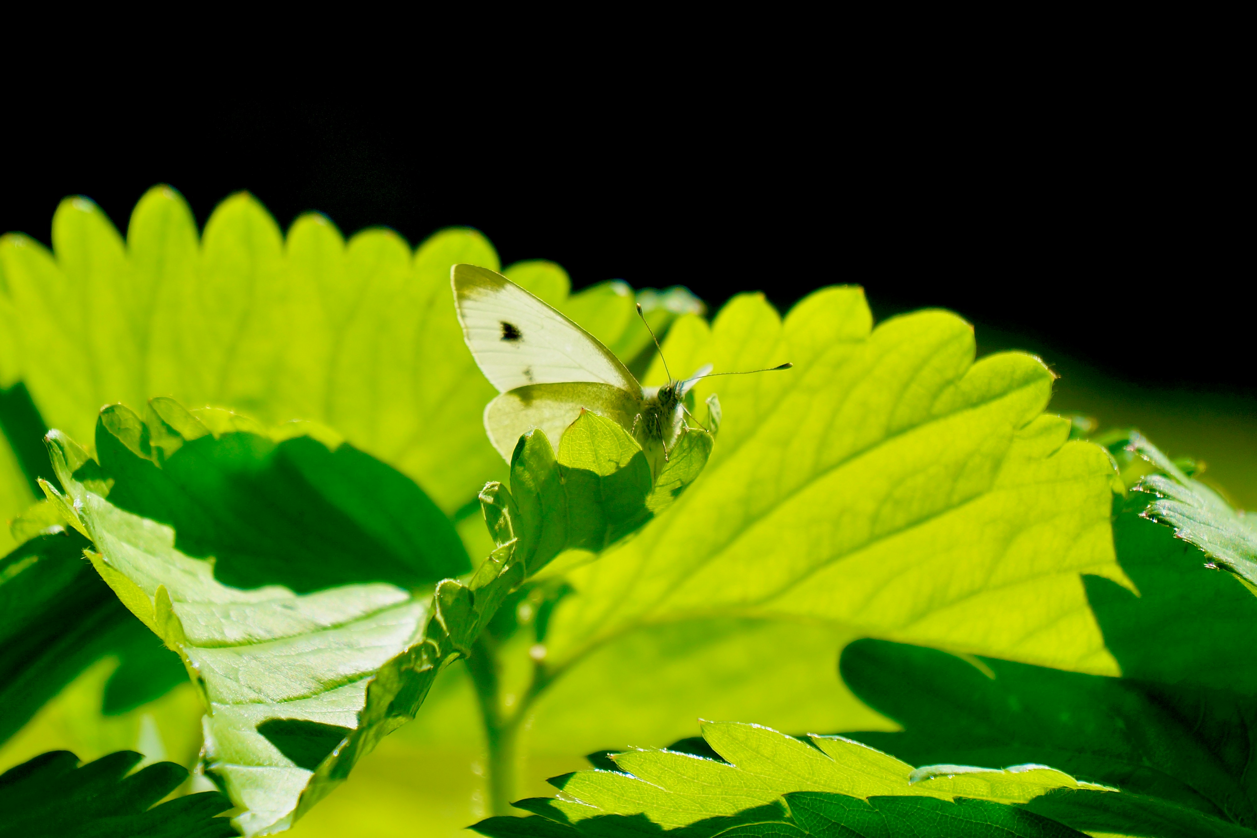 Lime-Backlit White Butterfly on Neon Leaf Veins