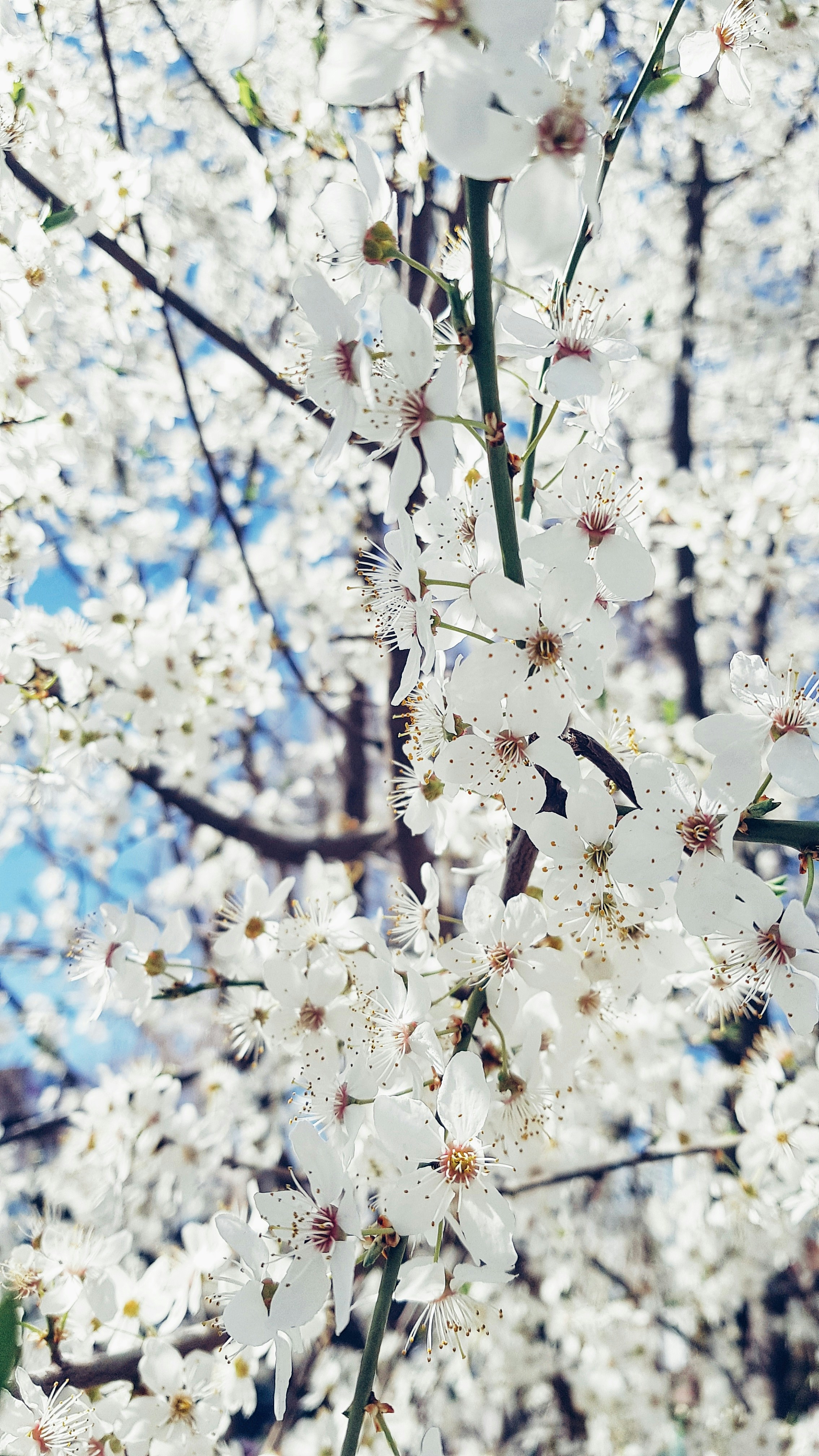 Paper Butterfly (@paper_butterfly) | Communauté photos Unsplash