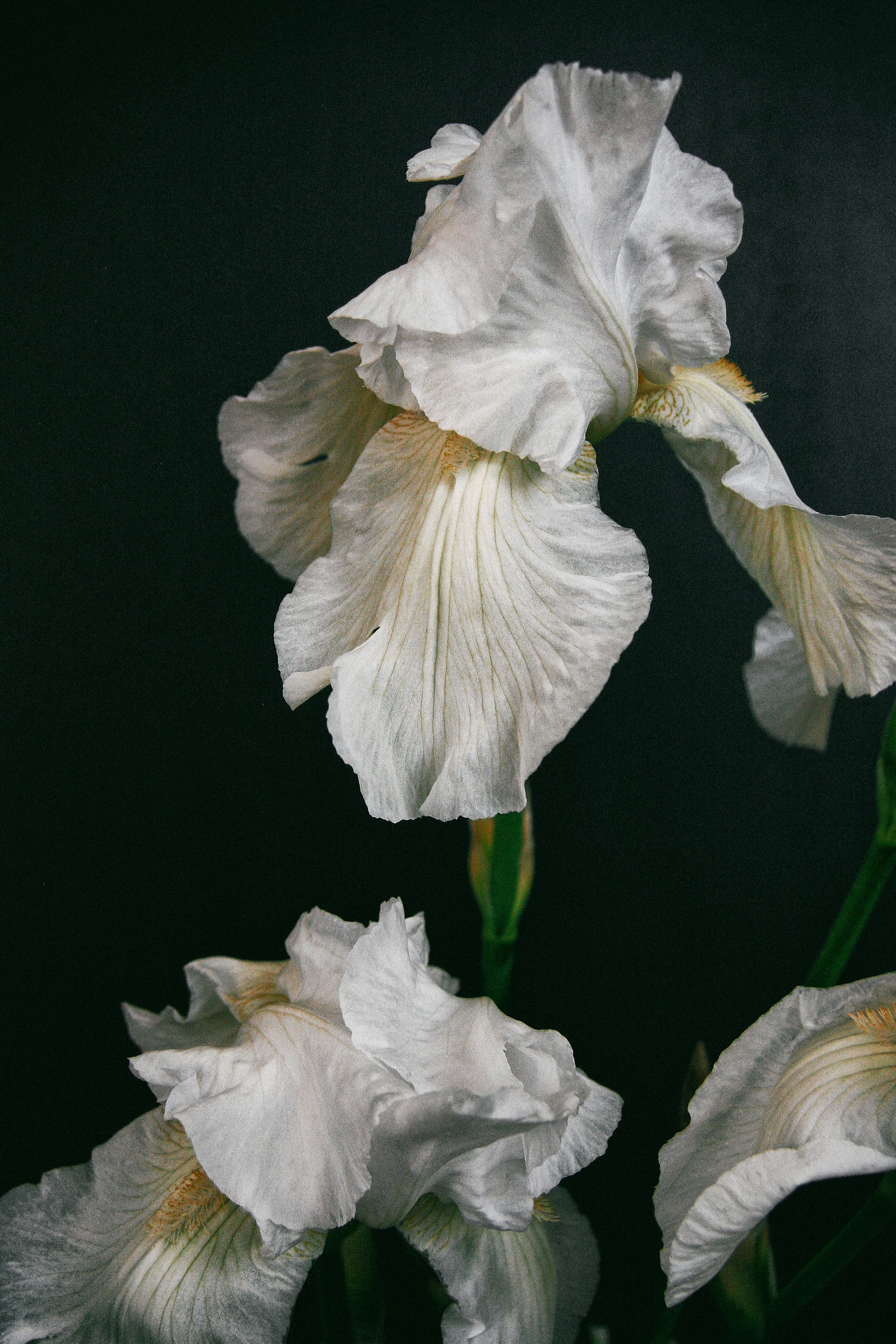 white flower with green leaves