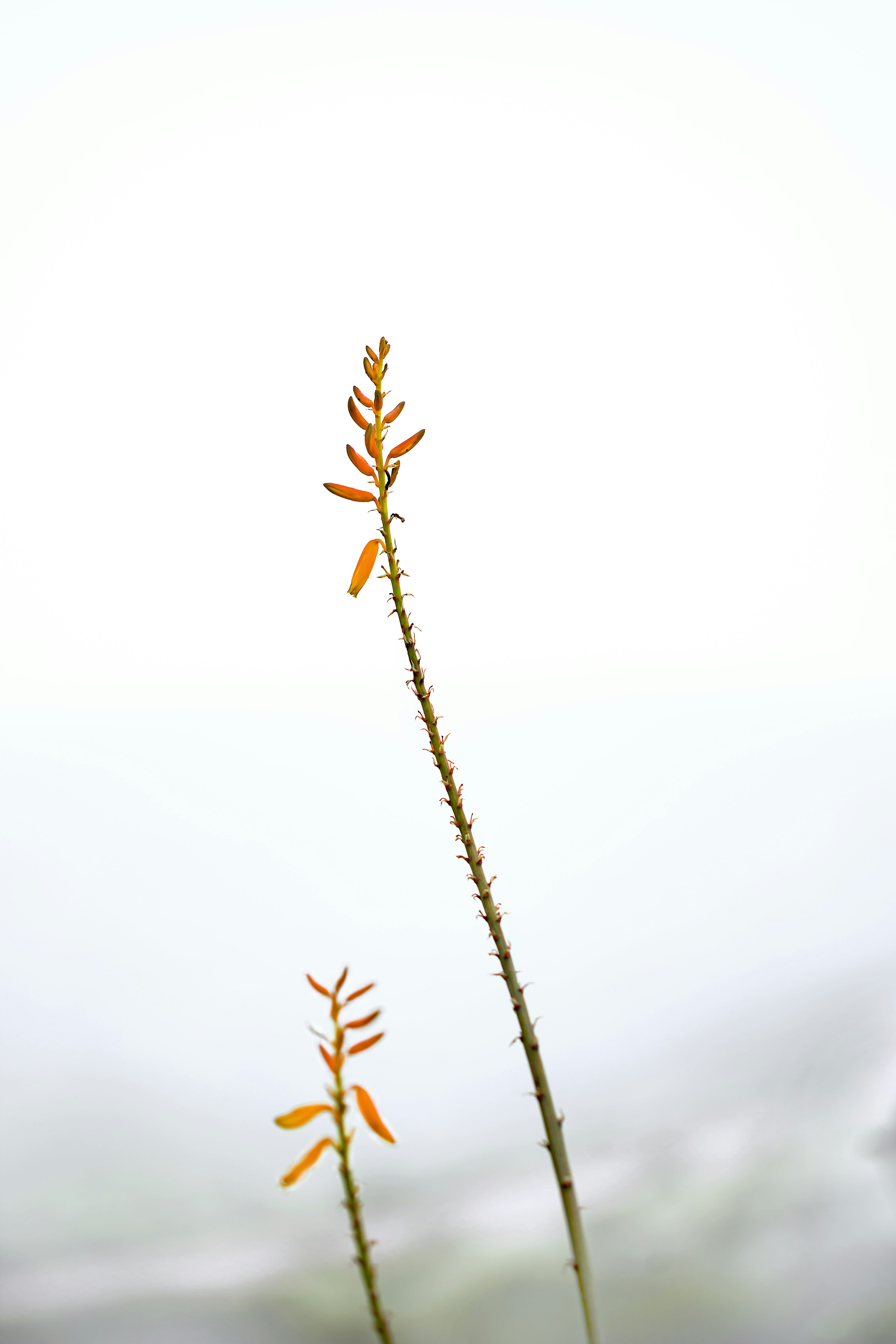 Delicate orange leaves emerge from a slender stem, standing tall against a backdrop of soft, muted fog.