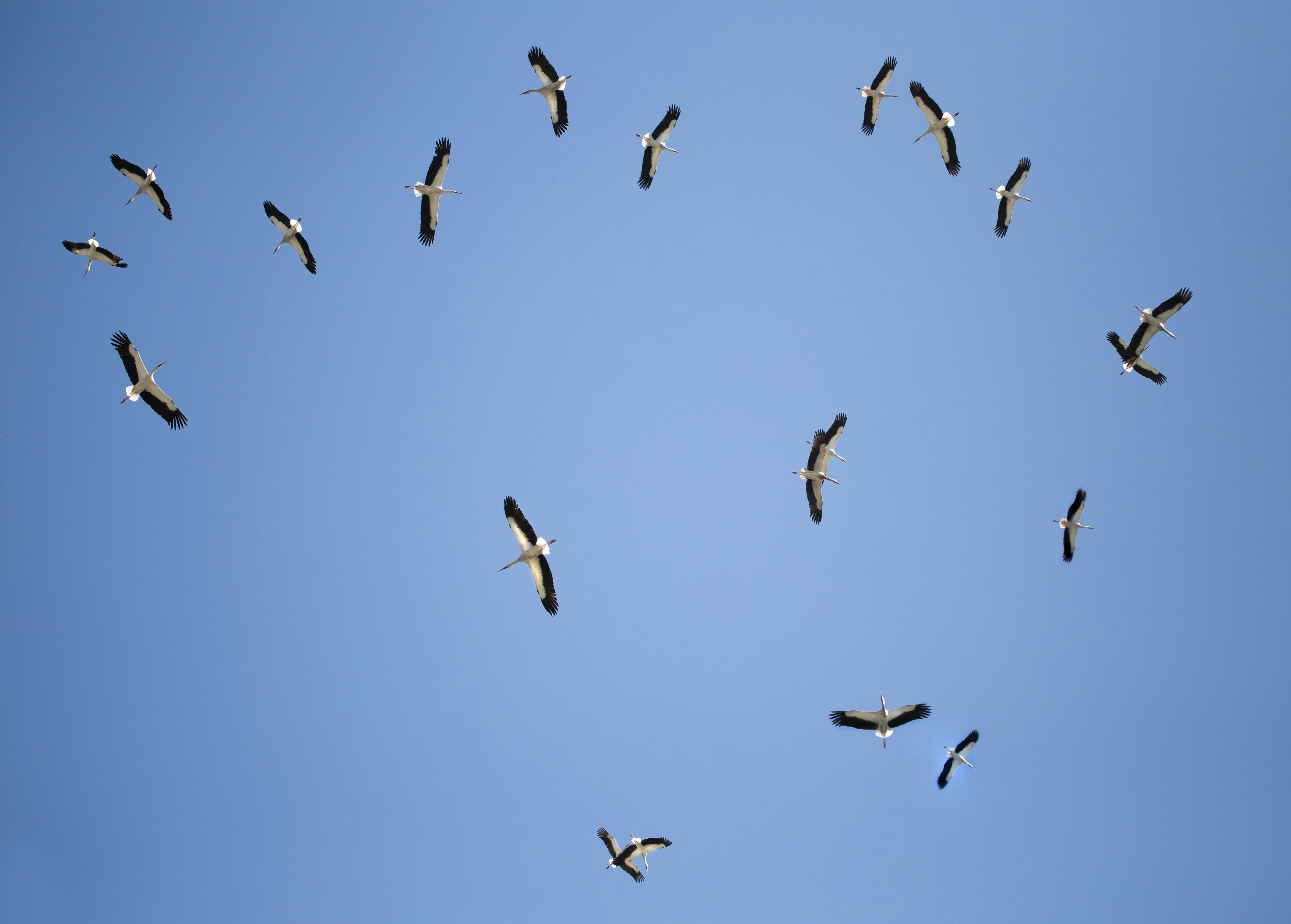 Skimming the Sky: A Loose Flock Across a Clear Blue Canvas