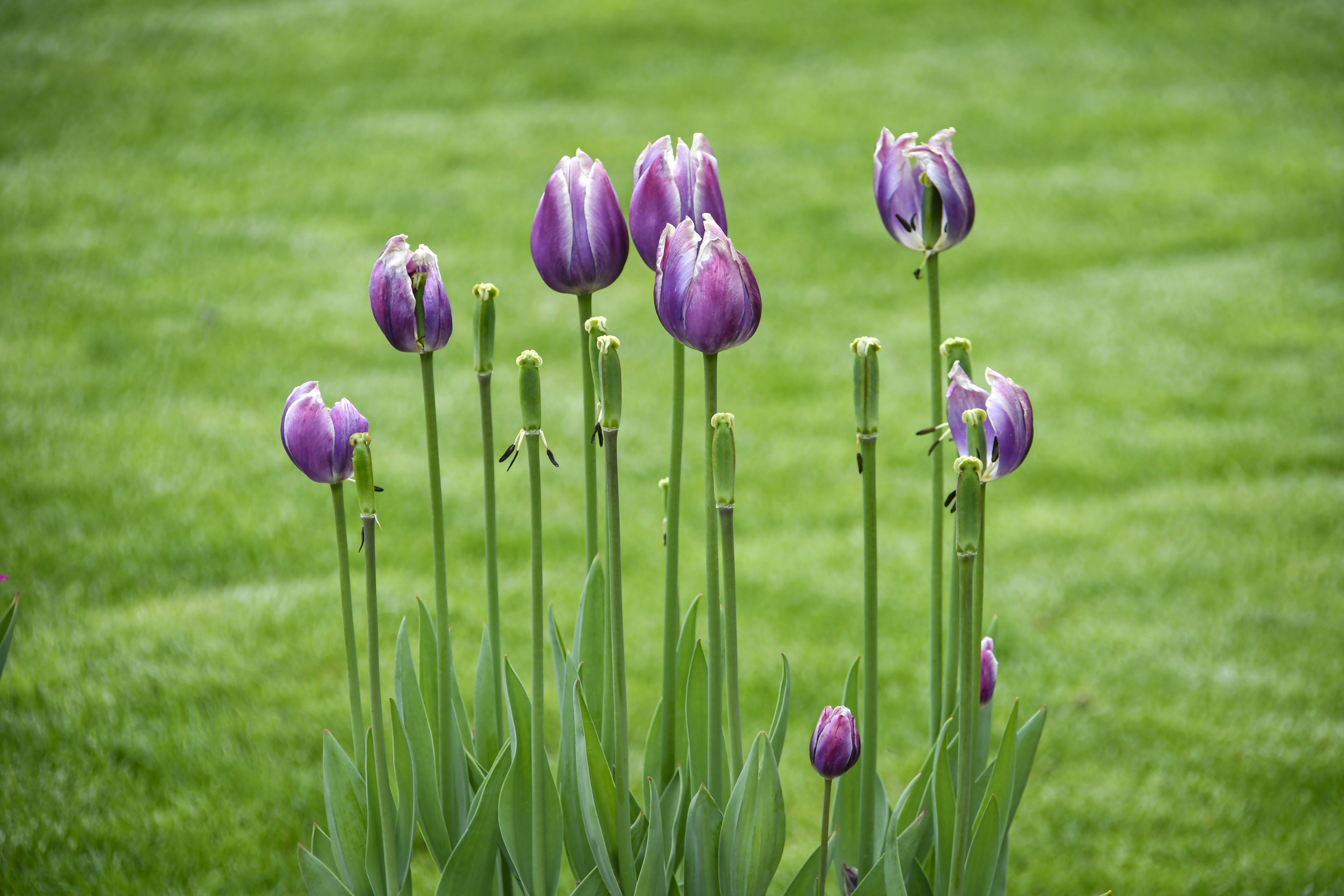 Cluster of purple tulips standing tall against a lush green lawn.