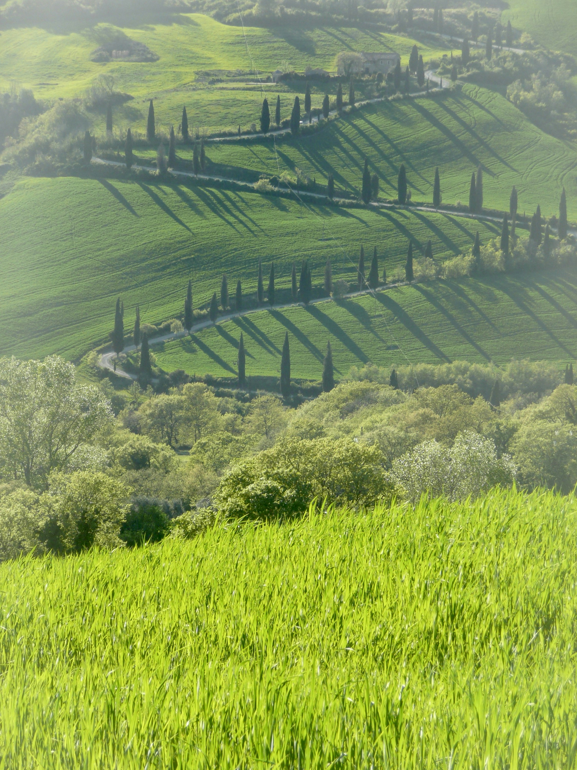 Lush green hills adorned with cypress trees casting elongated shadows across the landscape, showcasing the beauty of nature's patterns.