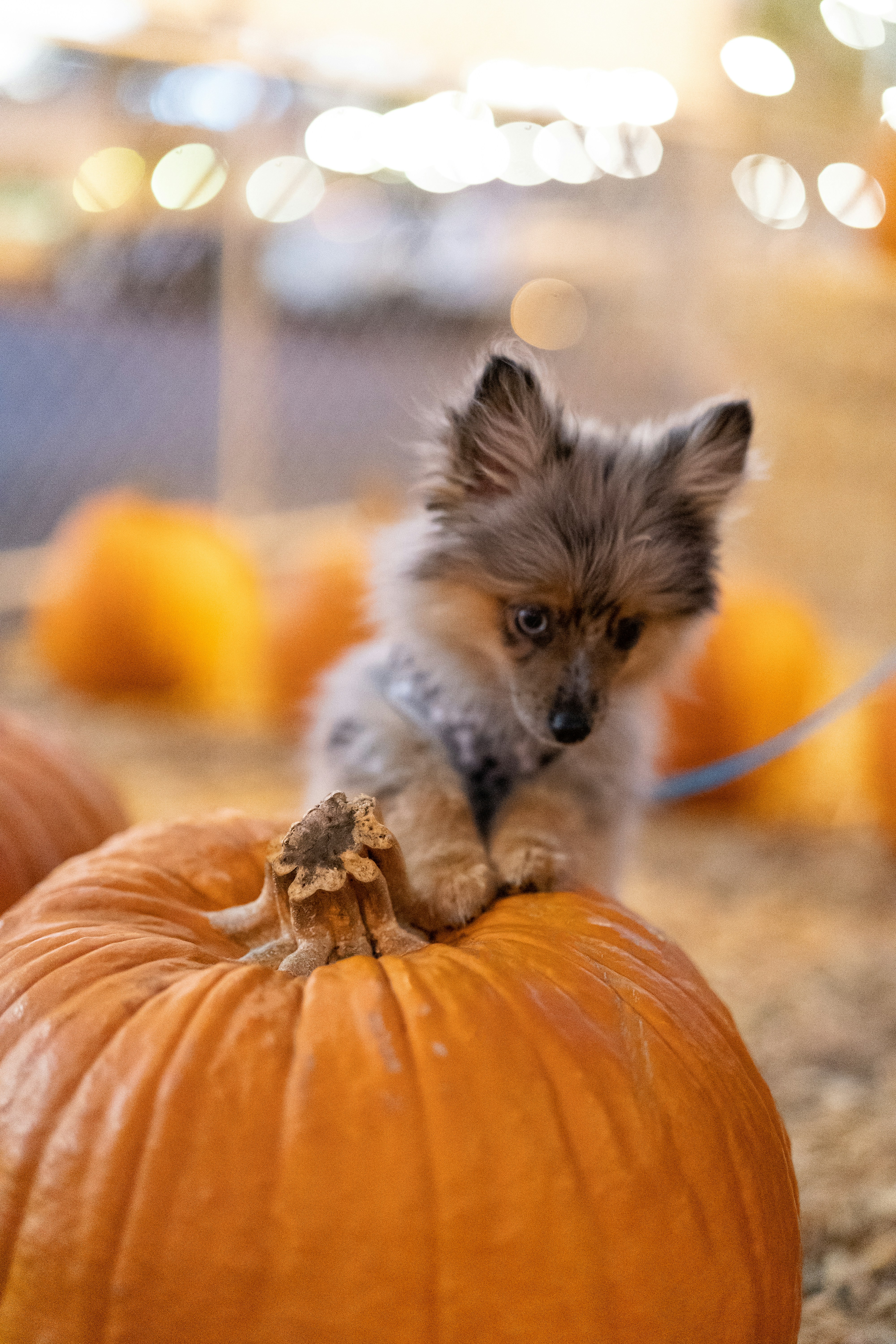 Pumpkin Perch: A Curious Pomeranian on a Giant Gourd Under Warm Evening Lights