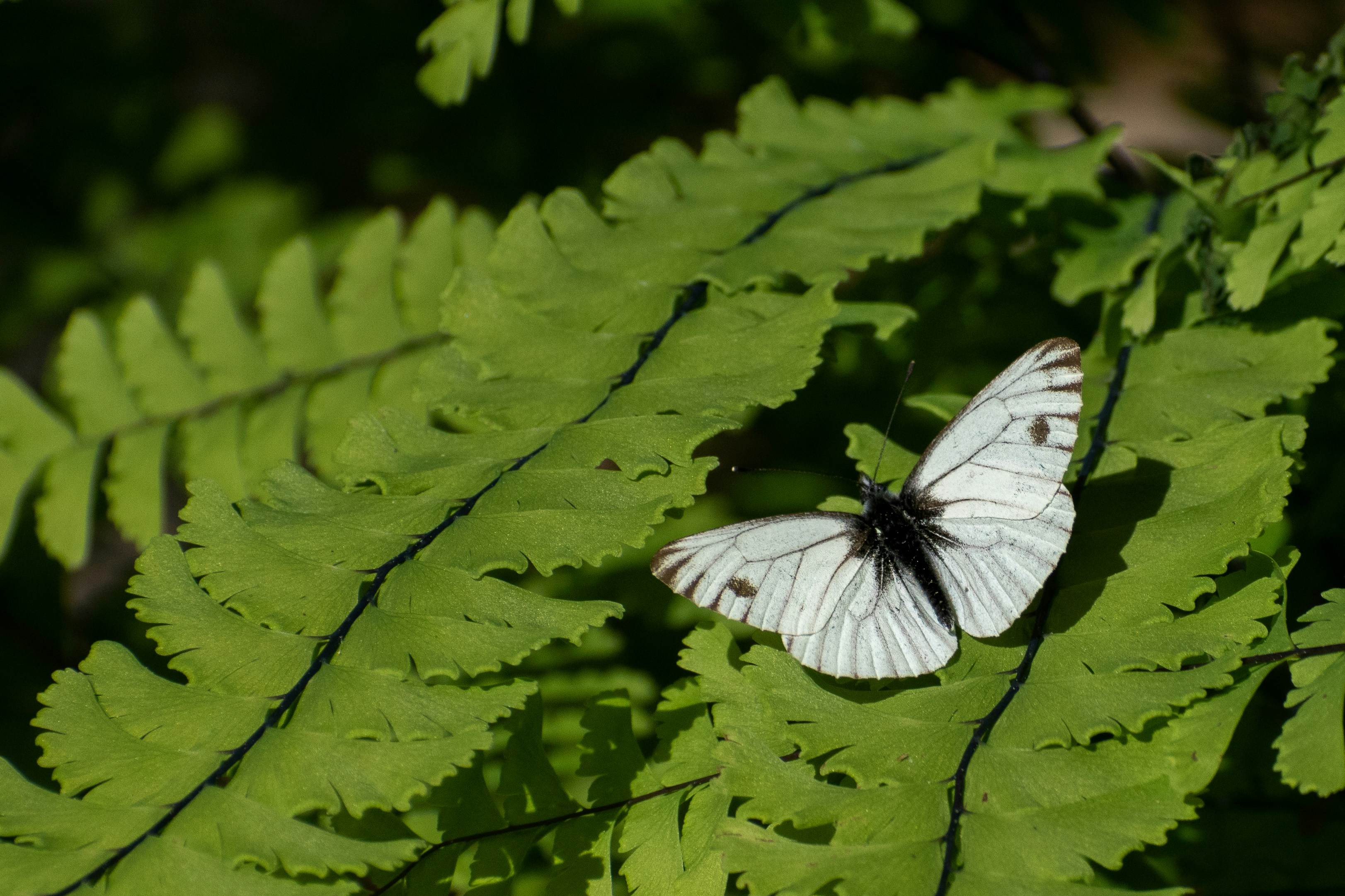 Ivory butterfly on emerald fern under dappled forest light