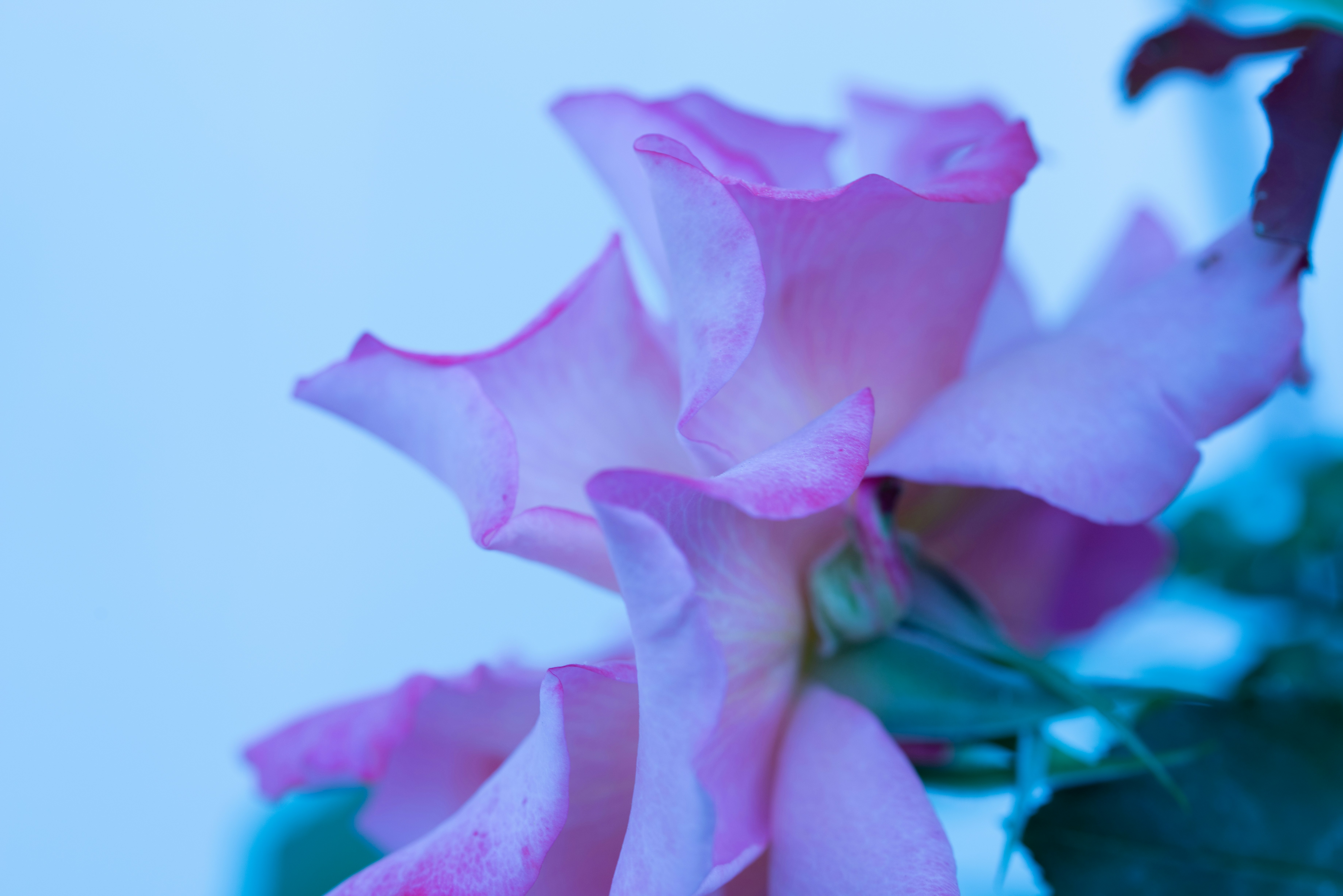 Petals in Cool Blue Light: A Rose in Quiet Focus