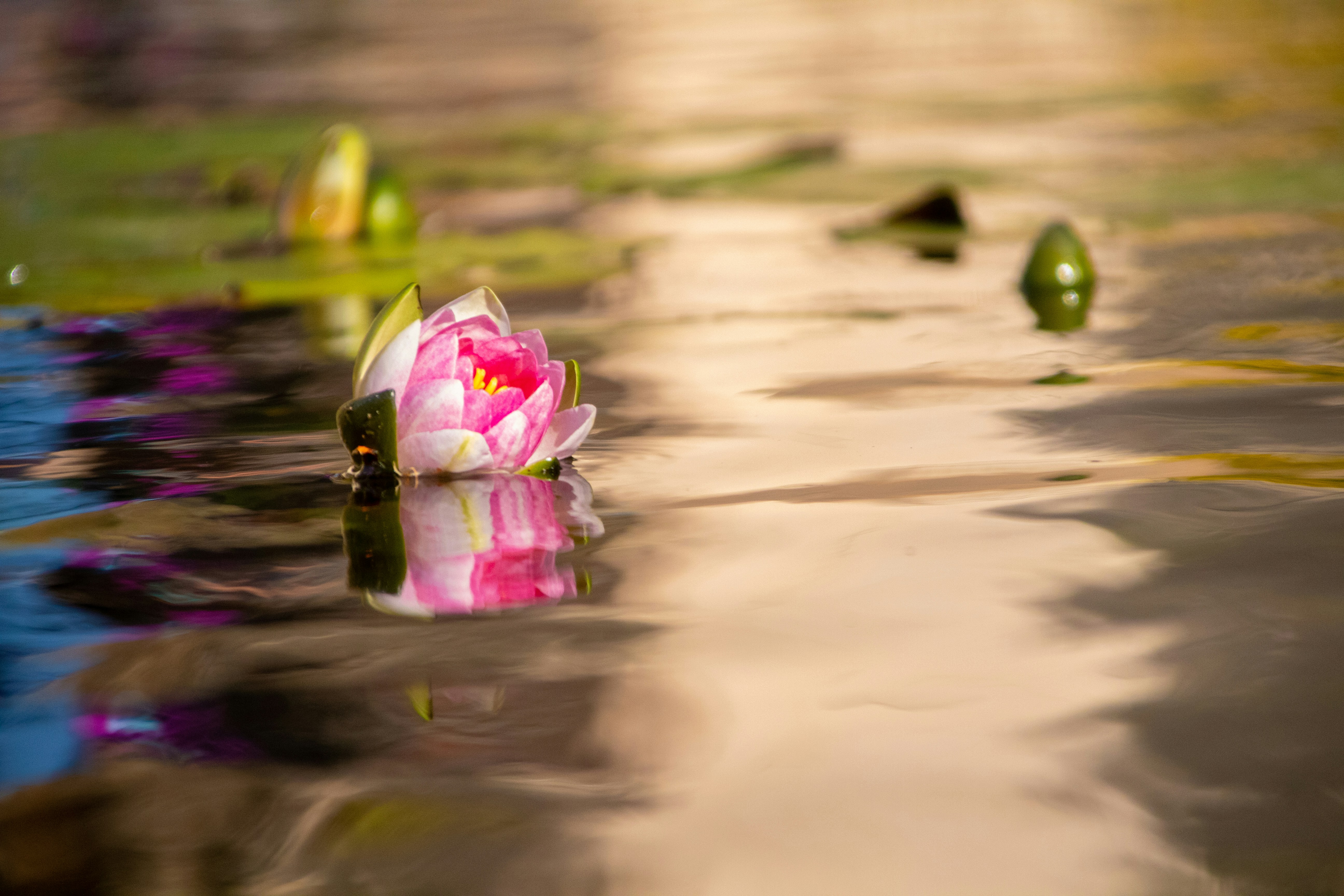 Pink Petal on a Quiet Pond: A Moment of Reflected Light