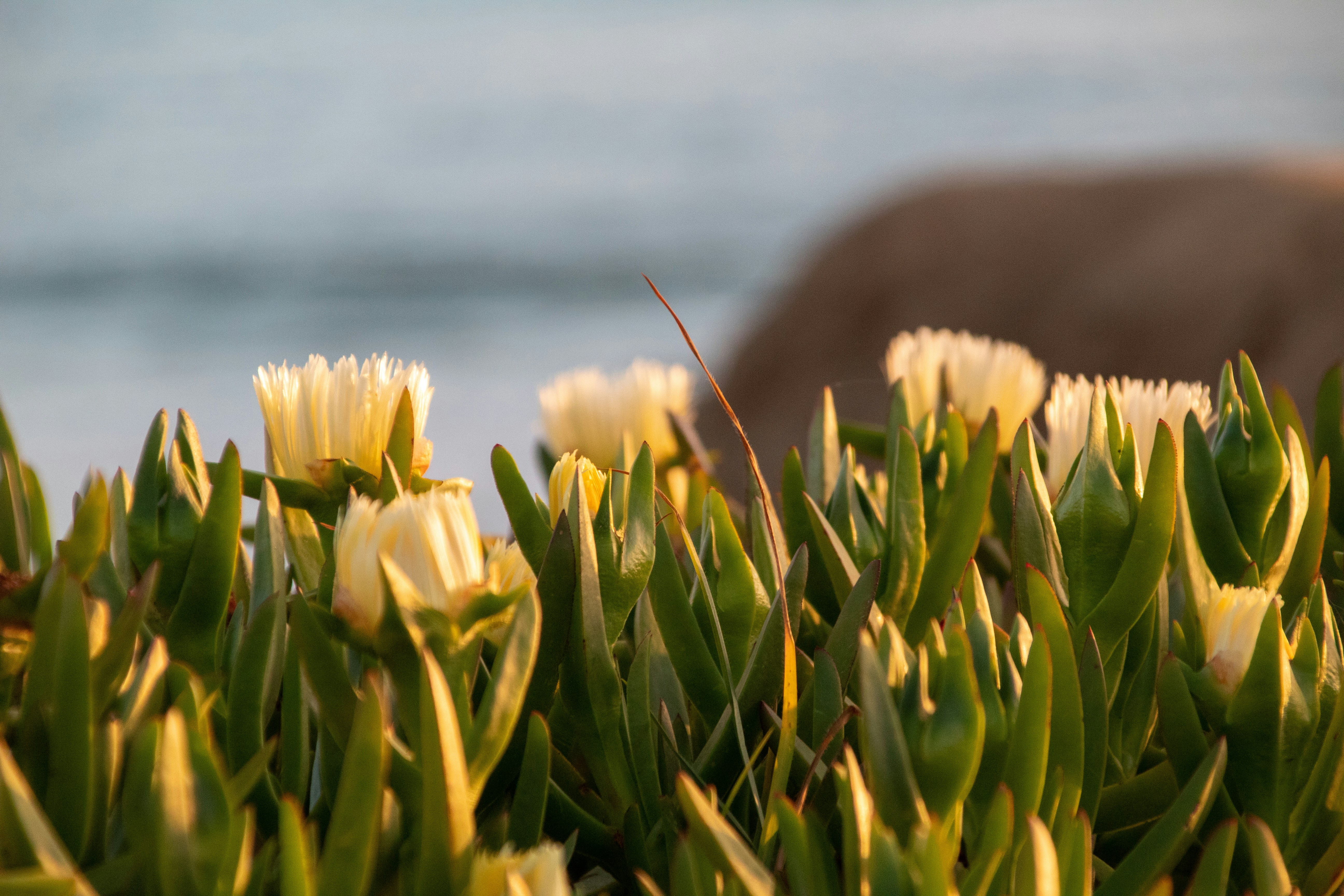 Sunlit Ice Plant Bloom Framing a Quiet Seascape