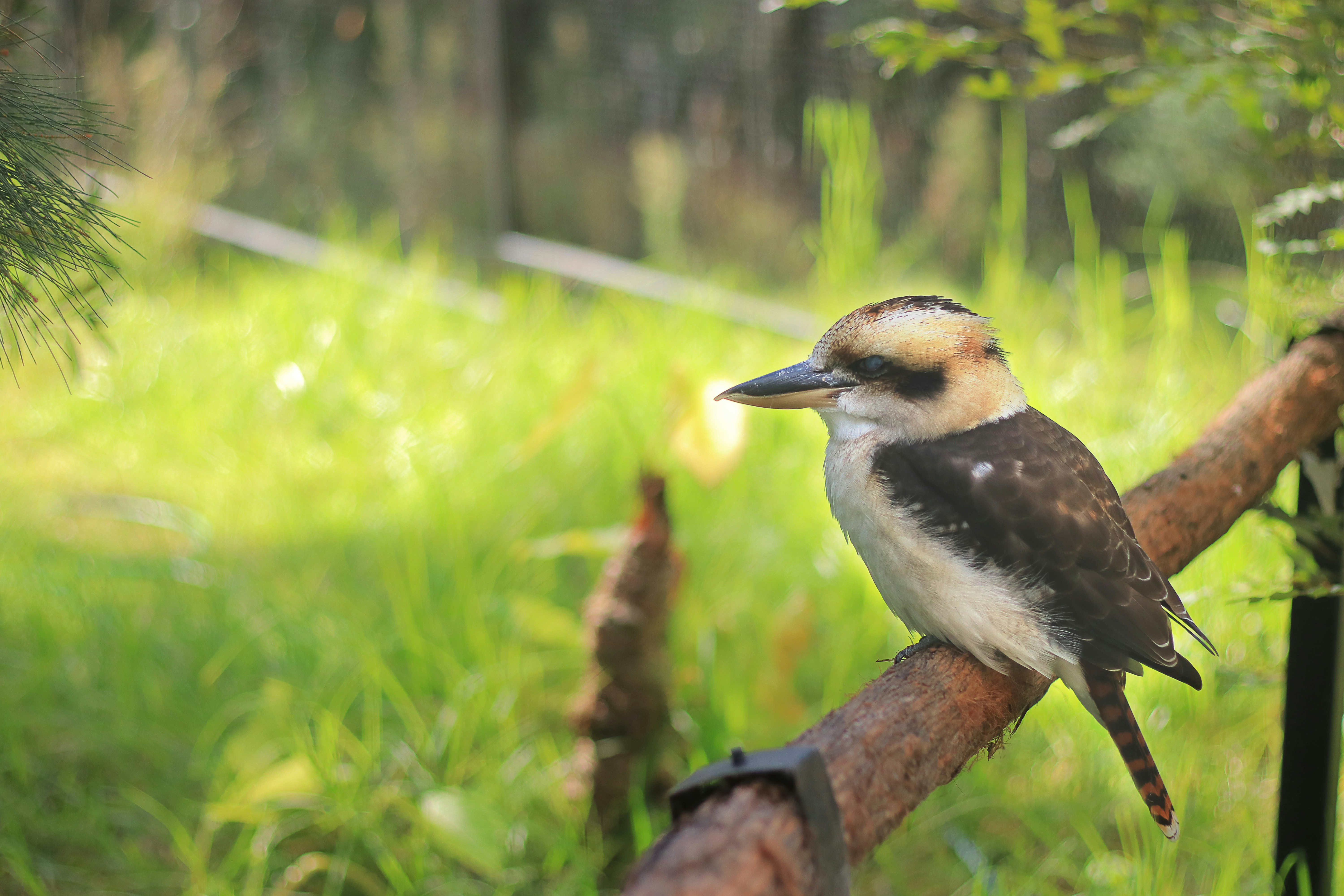 Sunlit Perch: a small passerine anchors the frame on a mossy branch