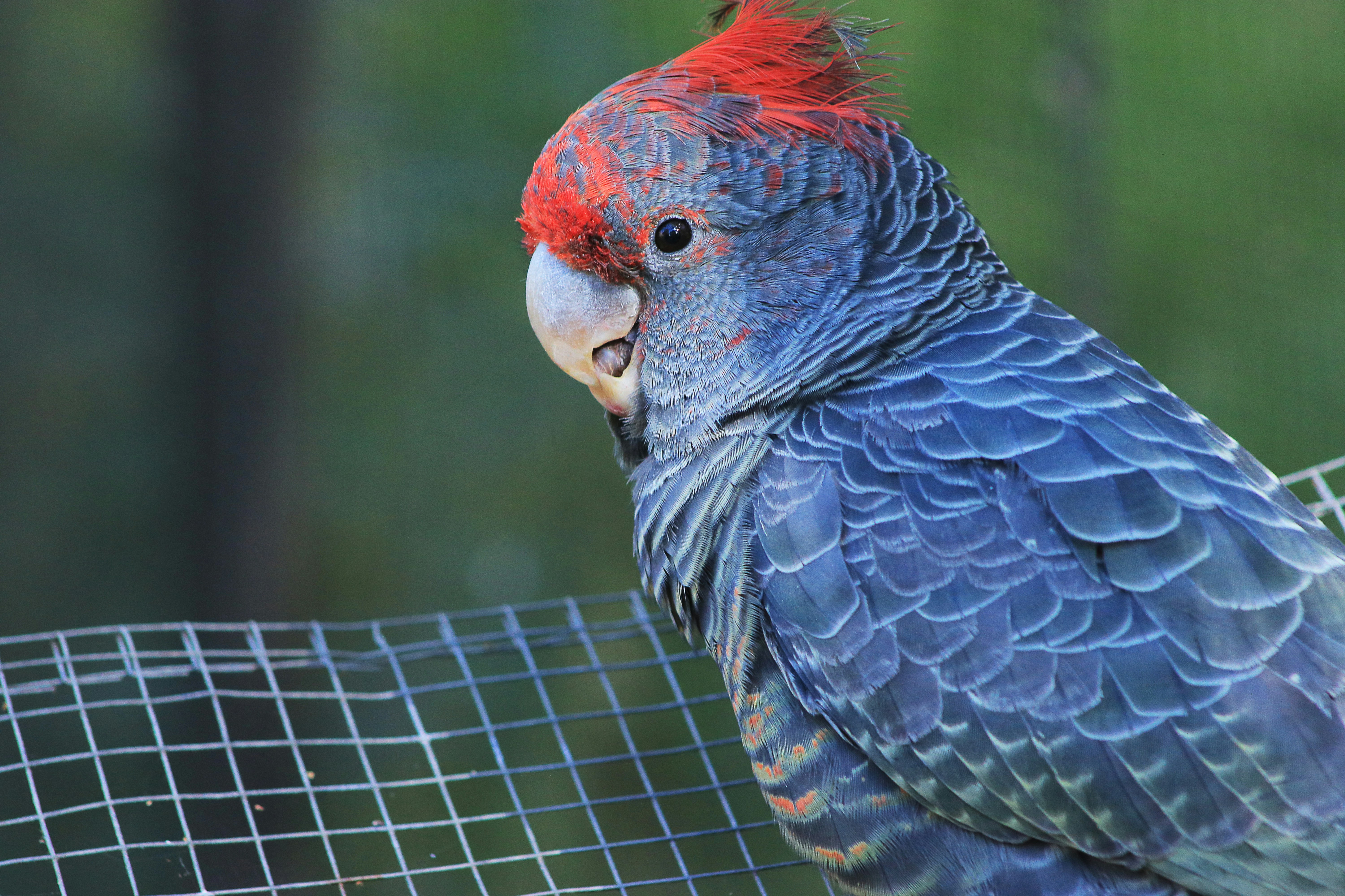 red and black bird on cage
