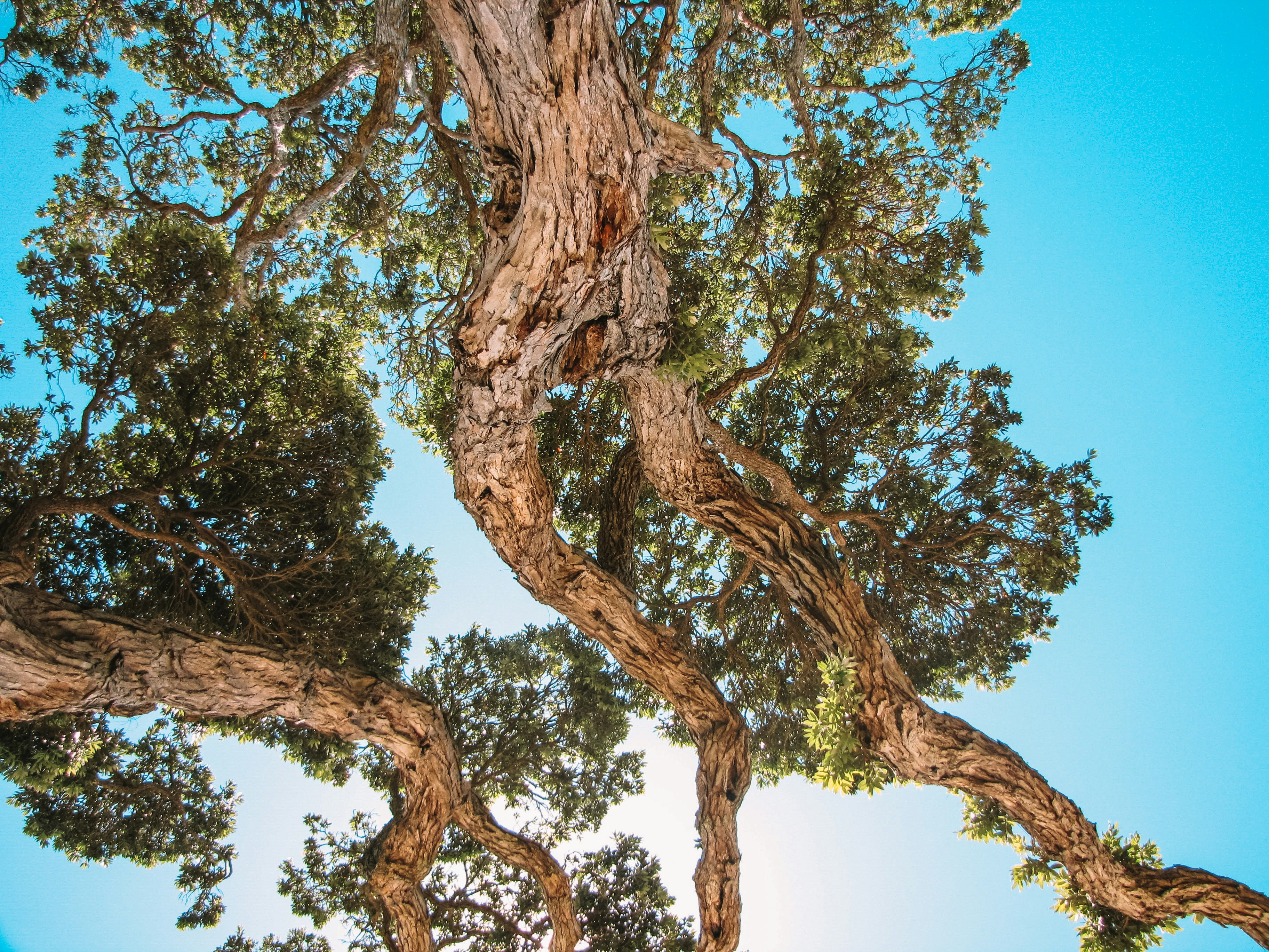 Brown and green tree under blue sky during daytime photo – Free ...