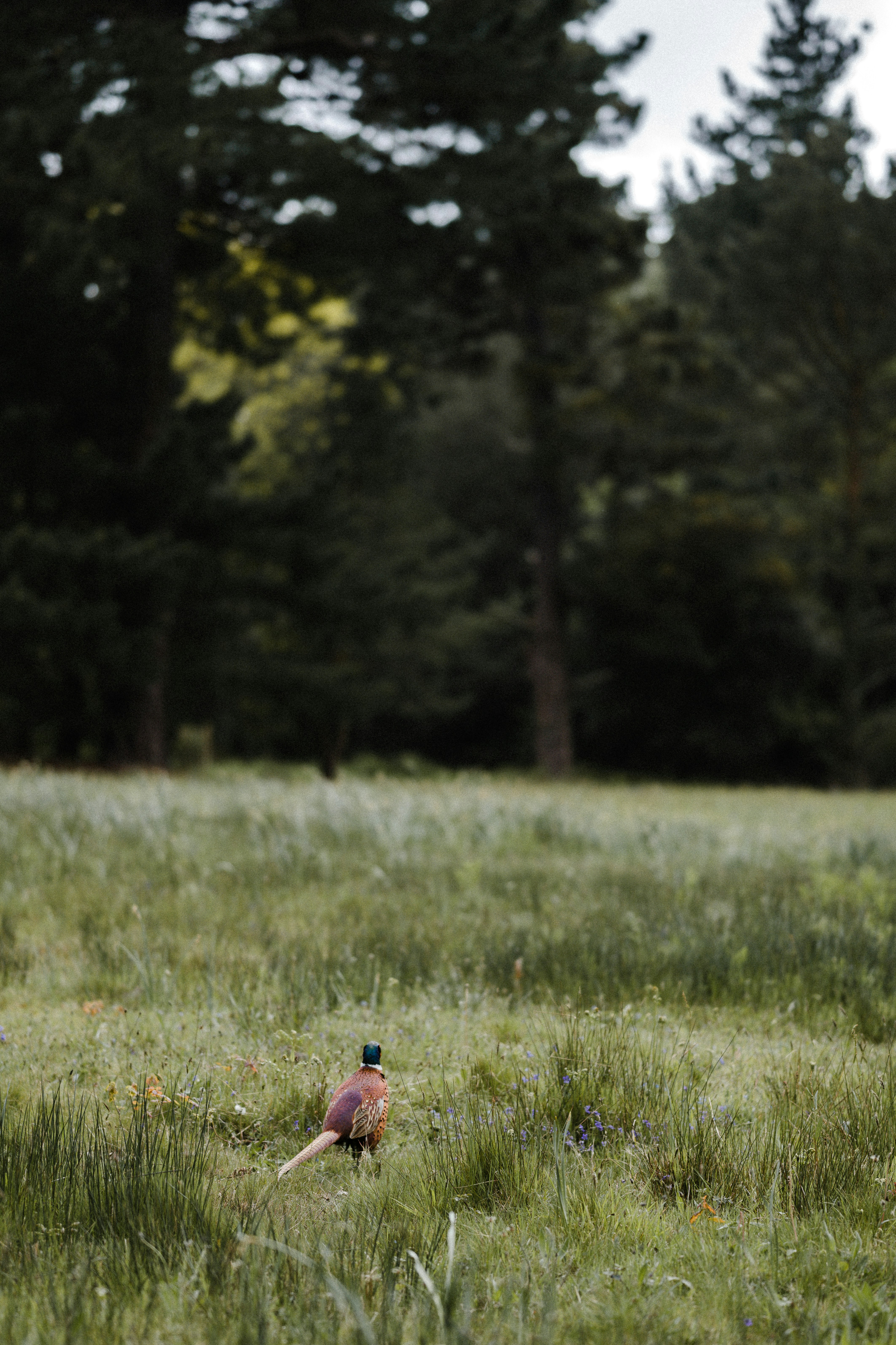 Meadow Perch at Forest Edge: A Tiny Bird in Gentle Light