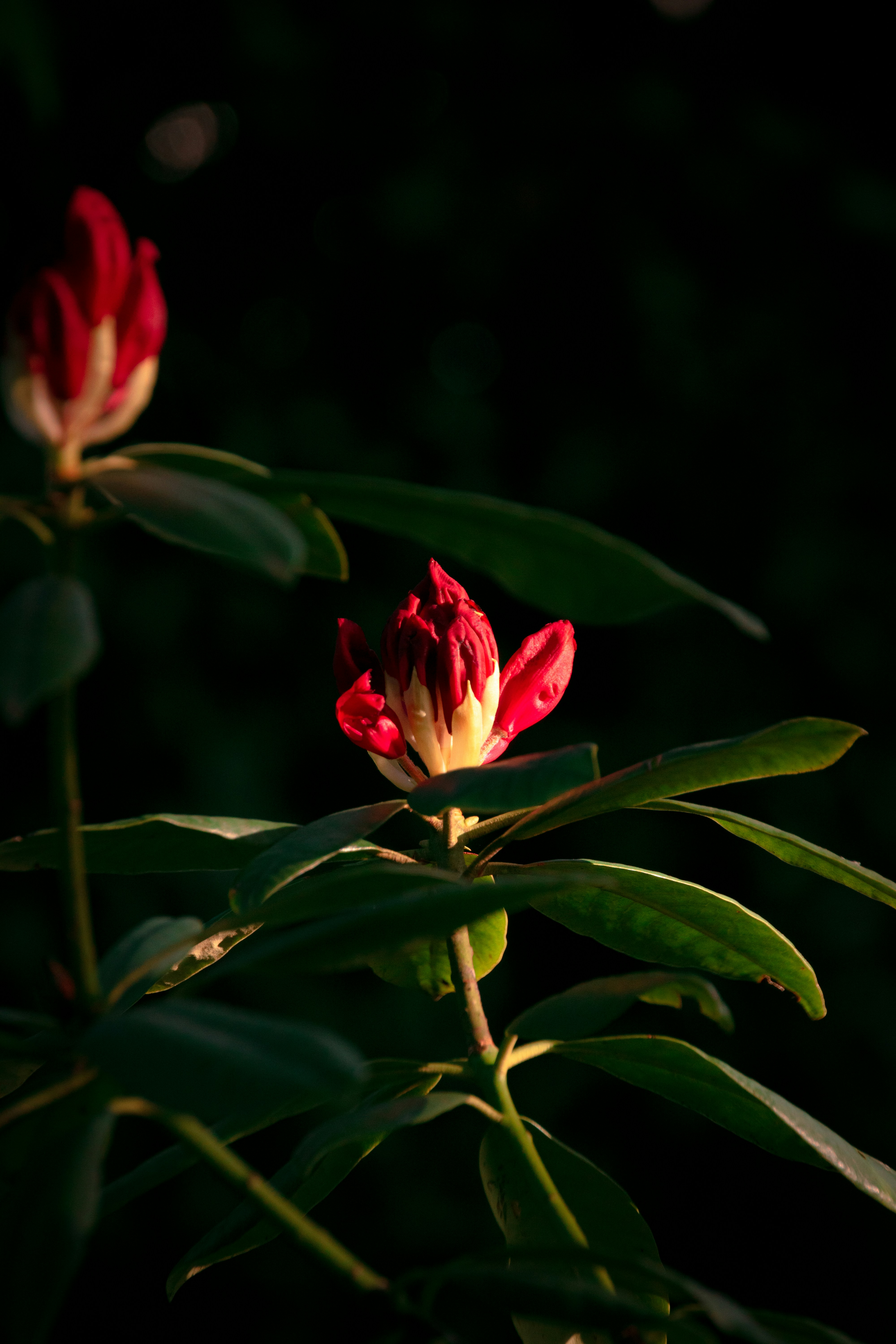 Red blossom catching a shaft of light in a shadowed garden