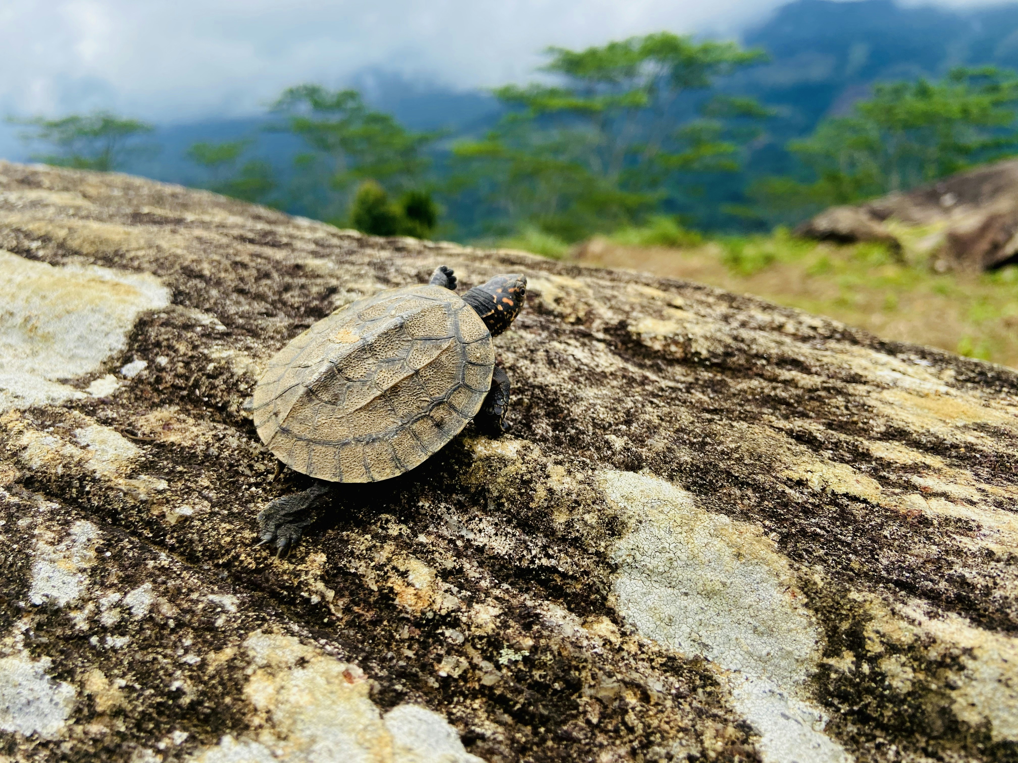 Granite Anchor: A Tiny Turtle on a Sunlit Rock with Distant Valleys