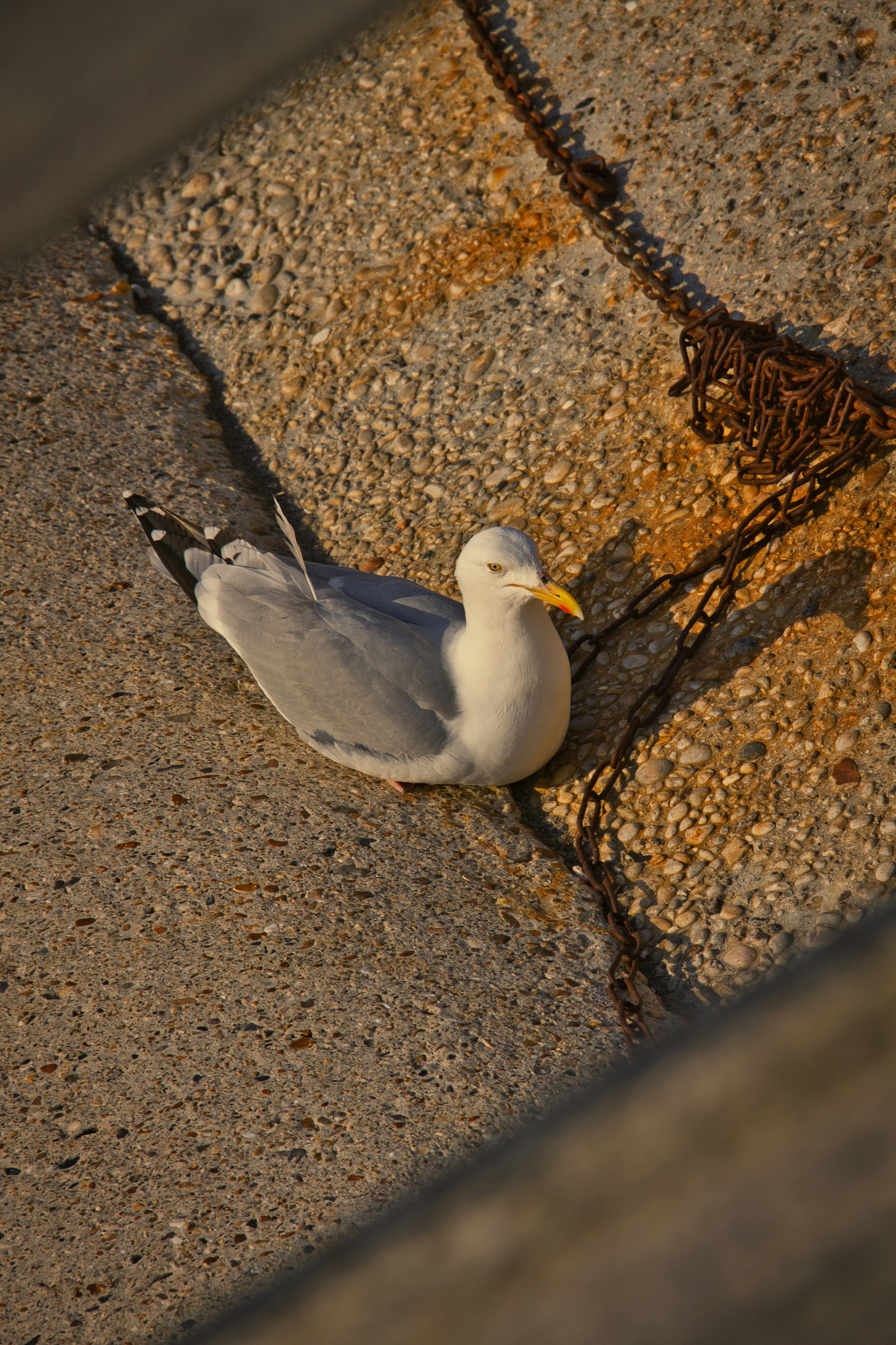 white and gray bird on brown and black stones during daytime