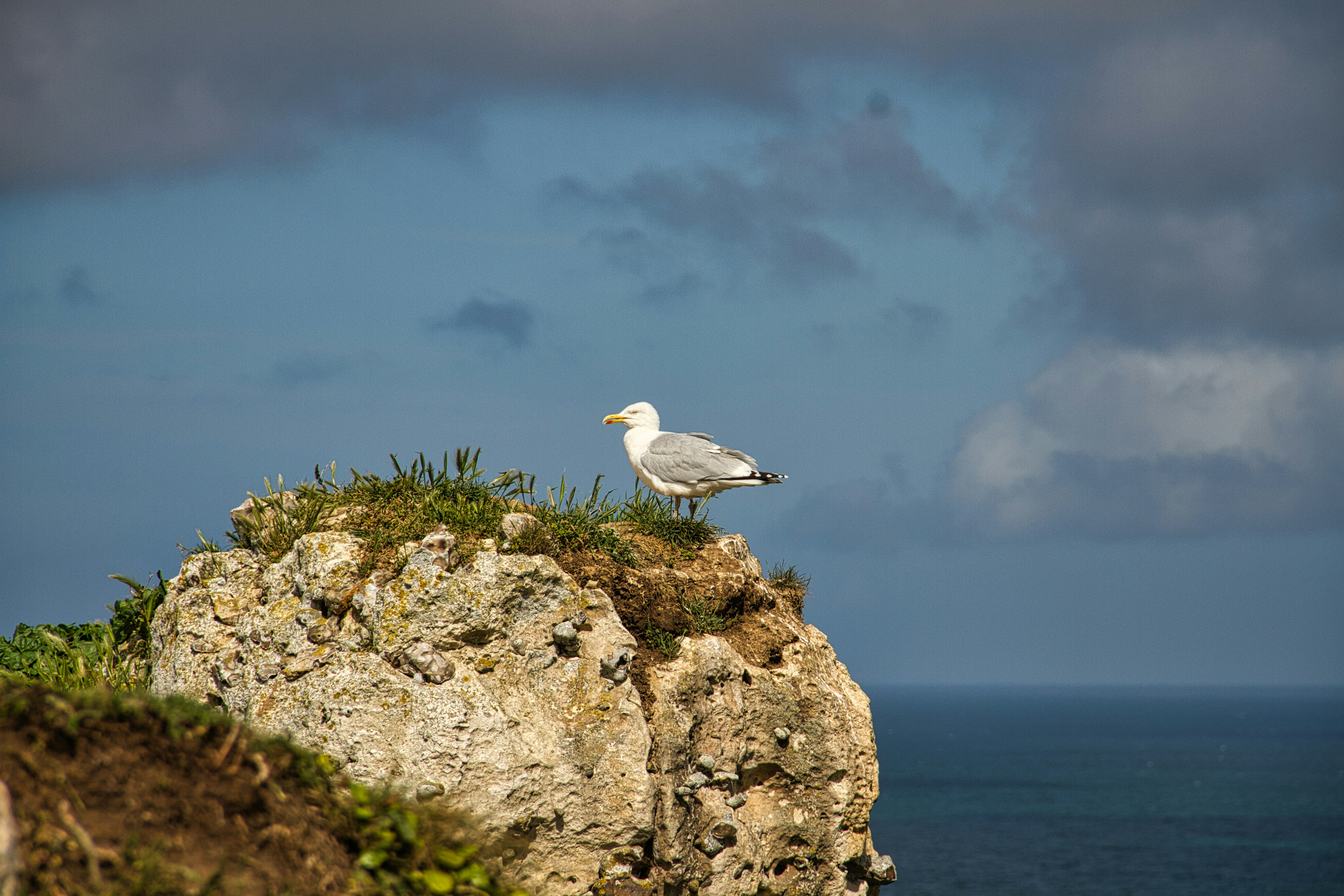A seagull perched atop a rugged cliff, overlooking the vast ocean under a partly cloudy sky.