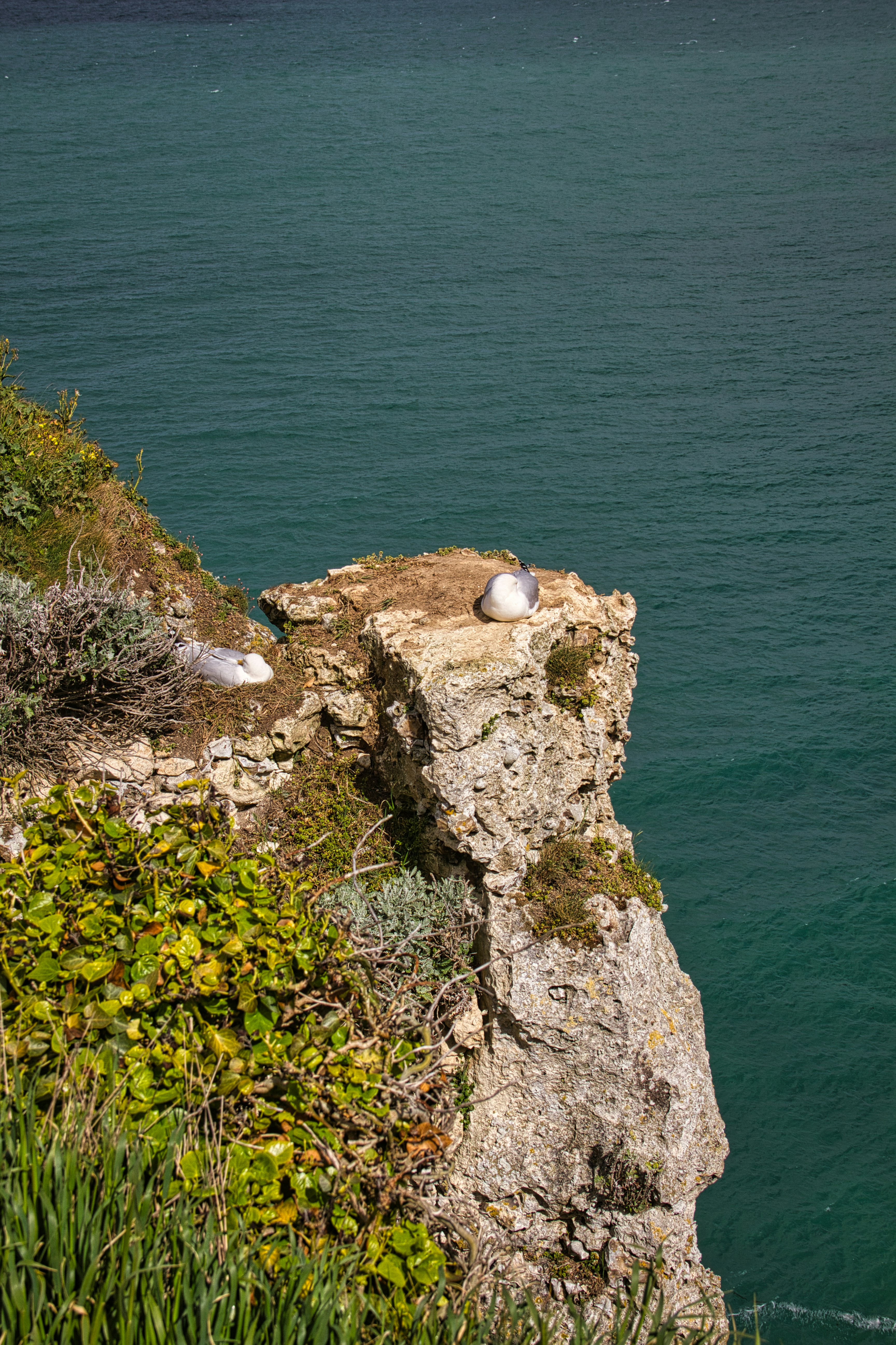 Two seabirds resting on a rocky outcrop overlooking the ocean, surrounded by lush greenery. The tranquil scene captures the essence of coastal wildlife.