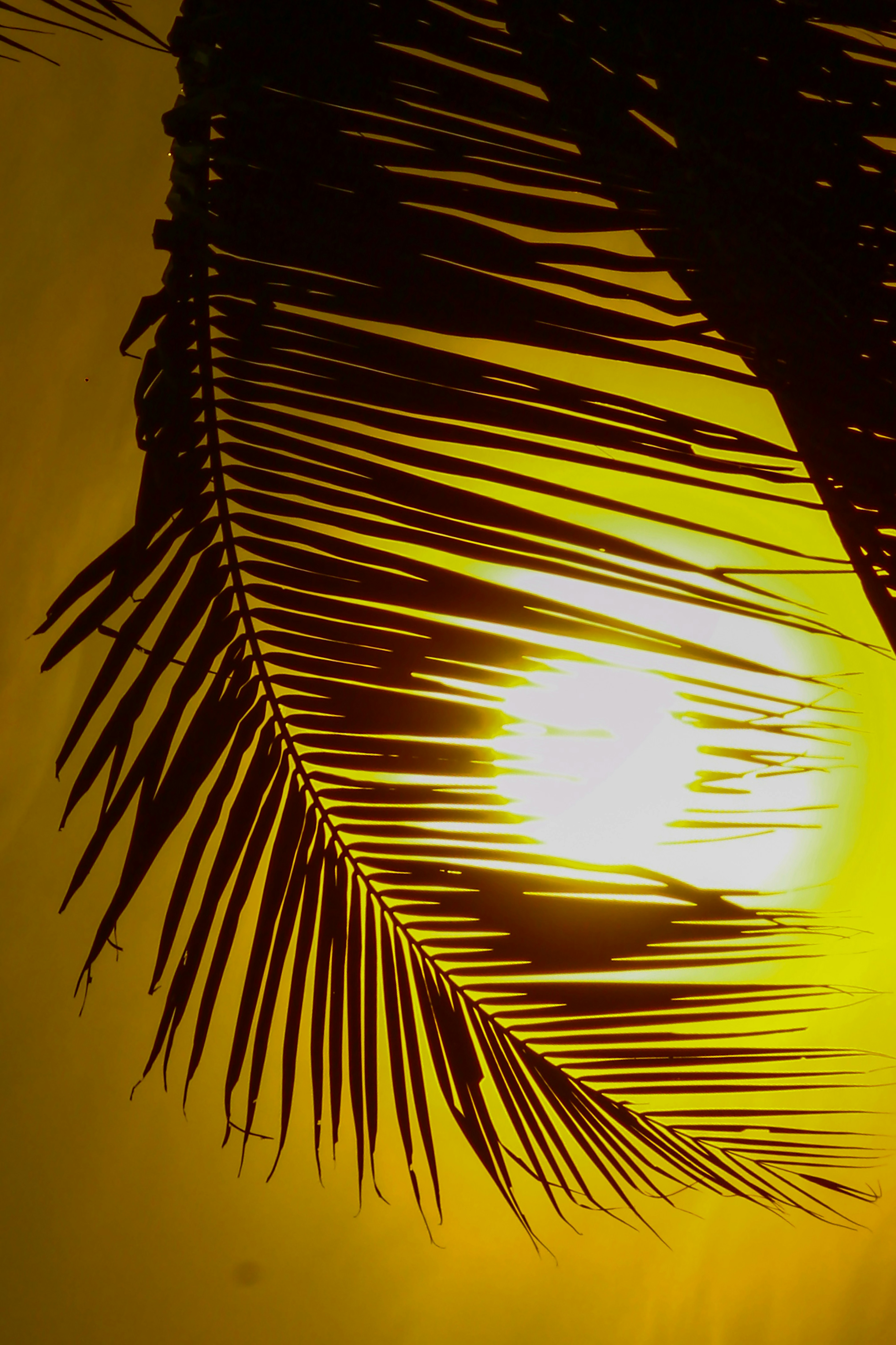 Sunlit Palm Silhouette Behind a Veil of Golden Fronds