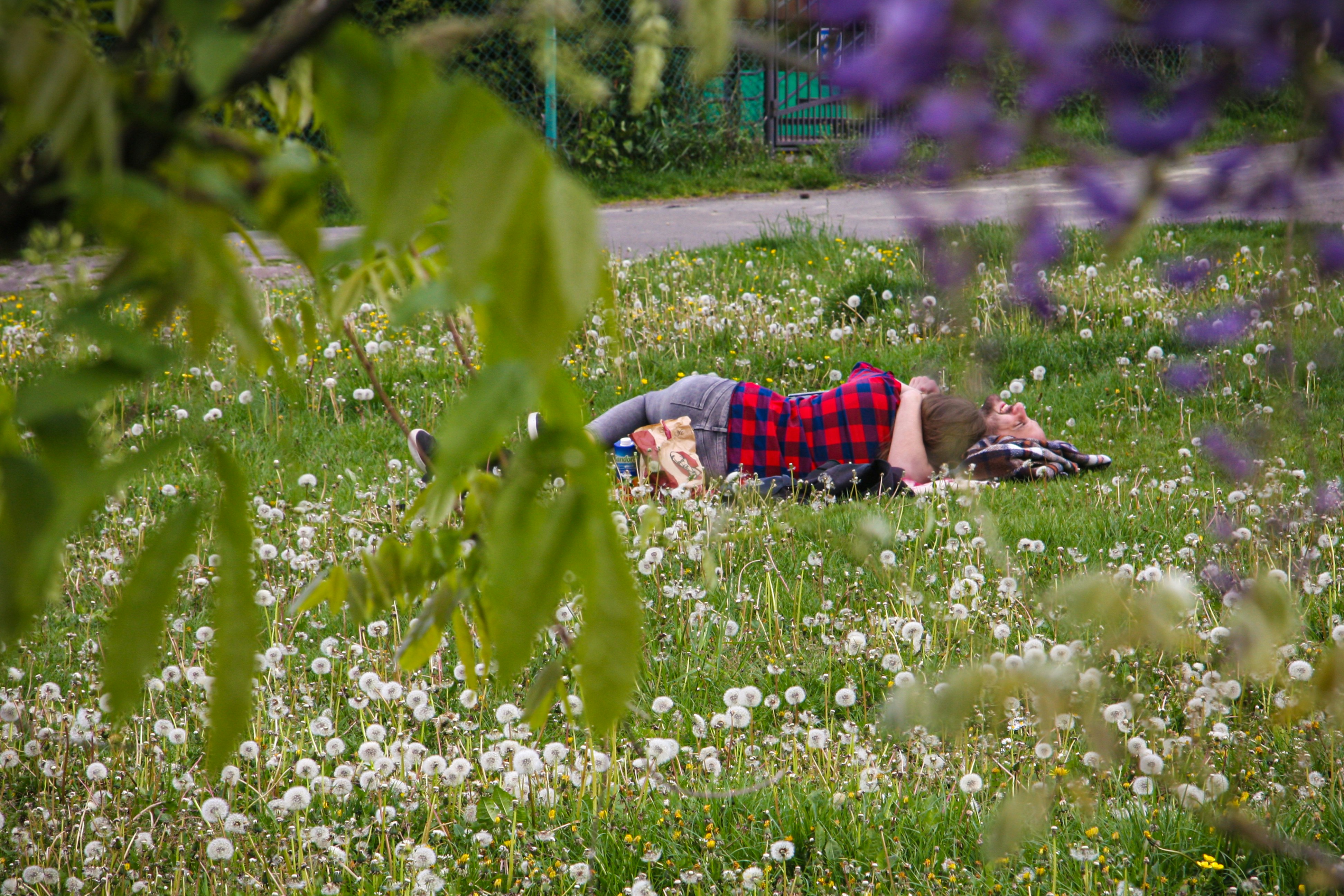 Red Plaid Rest Among a Sea of Dandelions