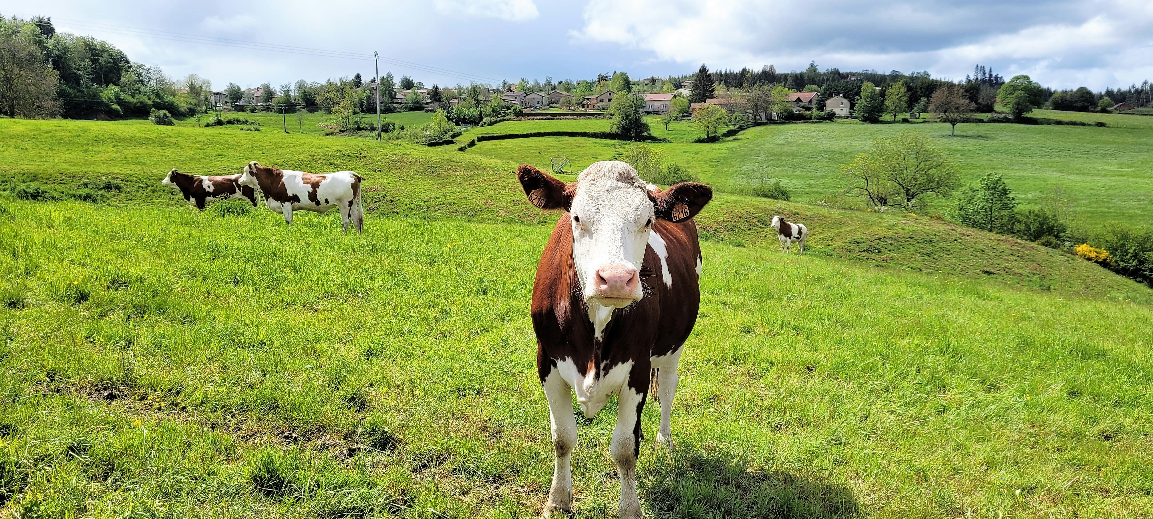 Brown and white cow on green grass field during daytime photo – Free ...