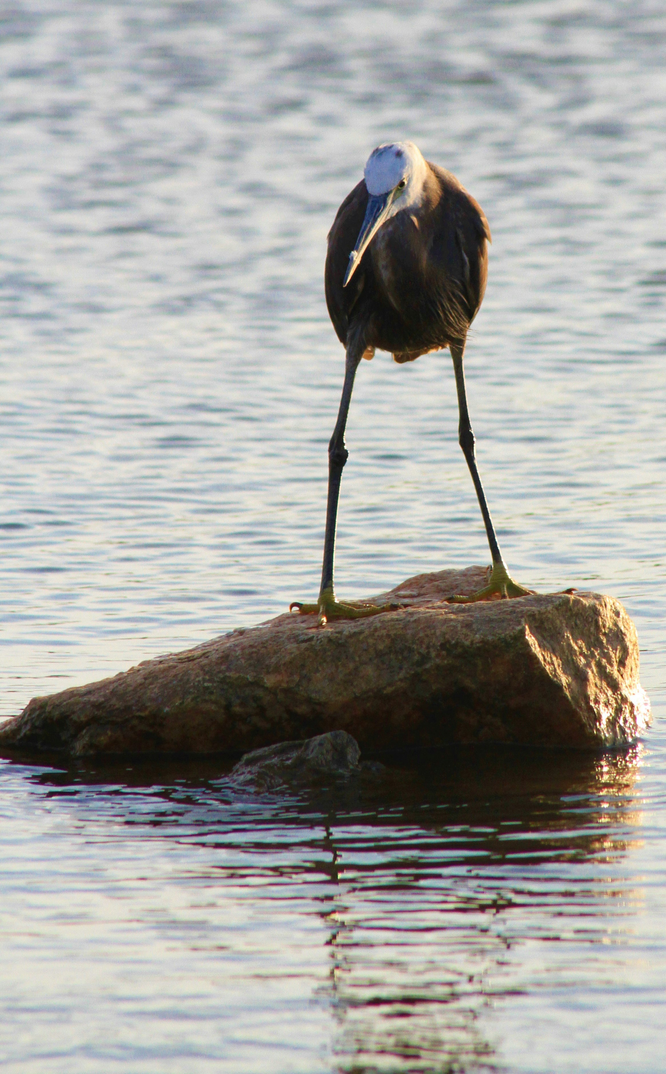 A great blue heron stands poised on a rock, reflecting in the calm waters of a lake during golden hour.