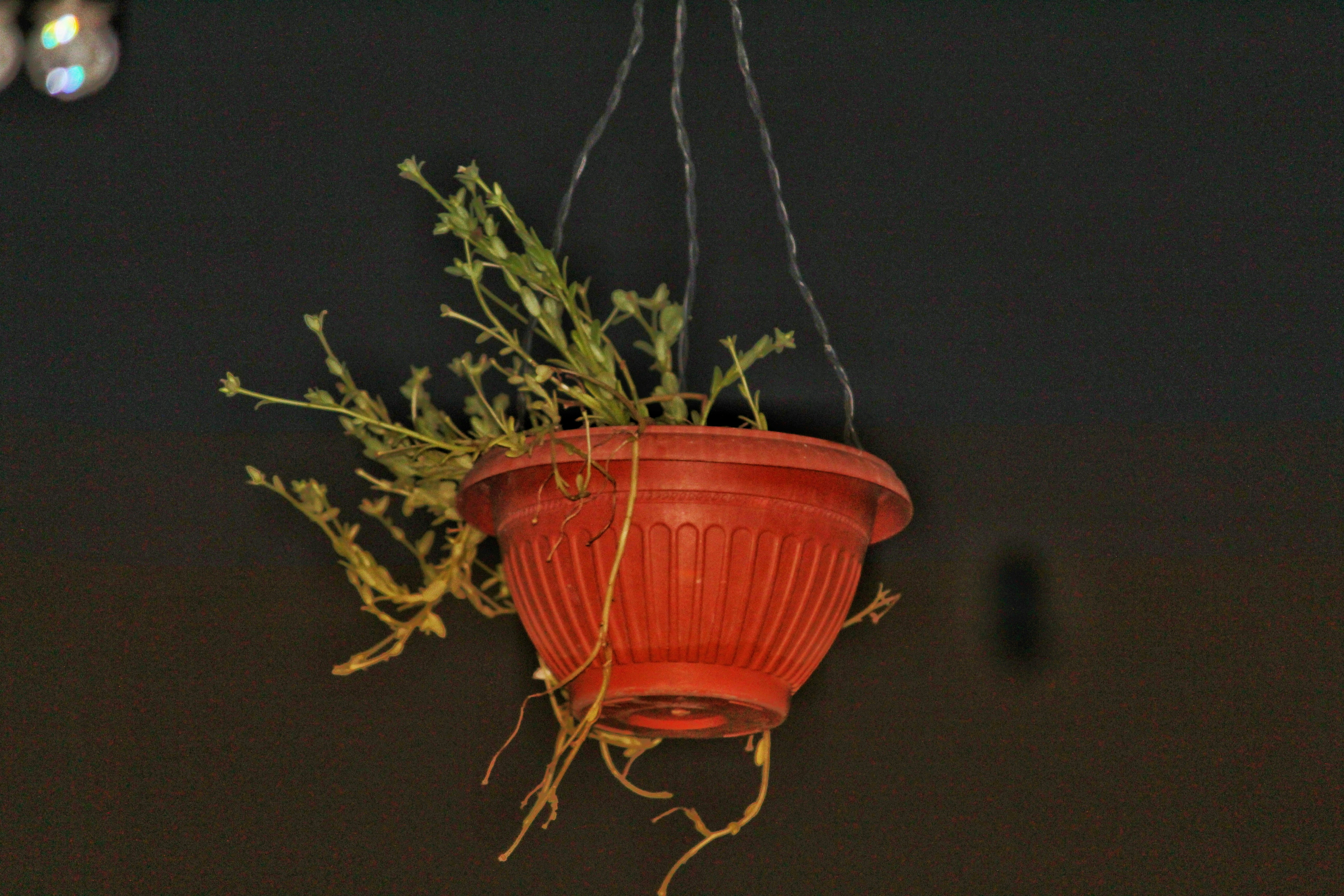 Terracotta Hang: Green Sprigs Dangle Against a Velvet Dark Backdrop