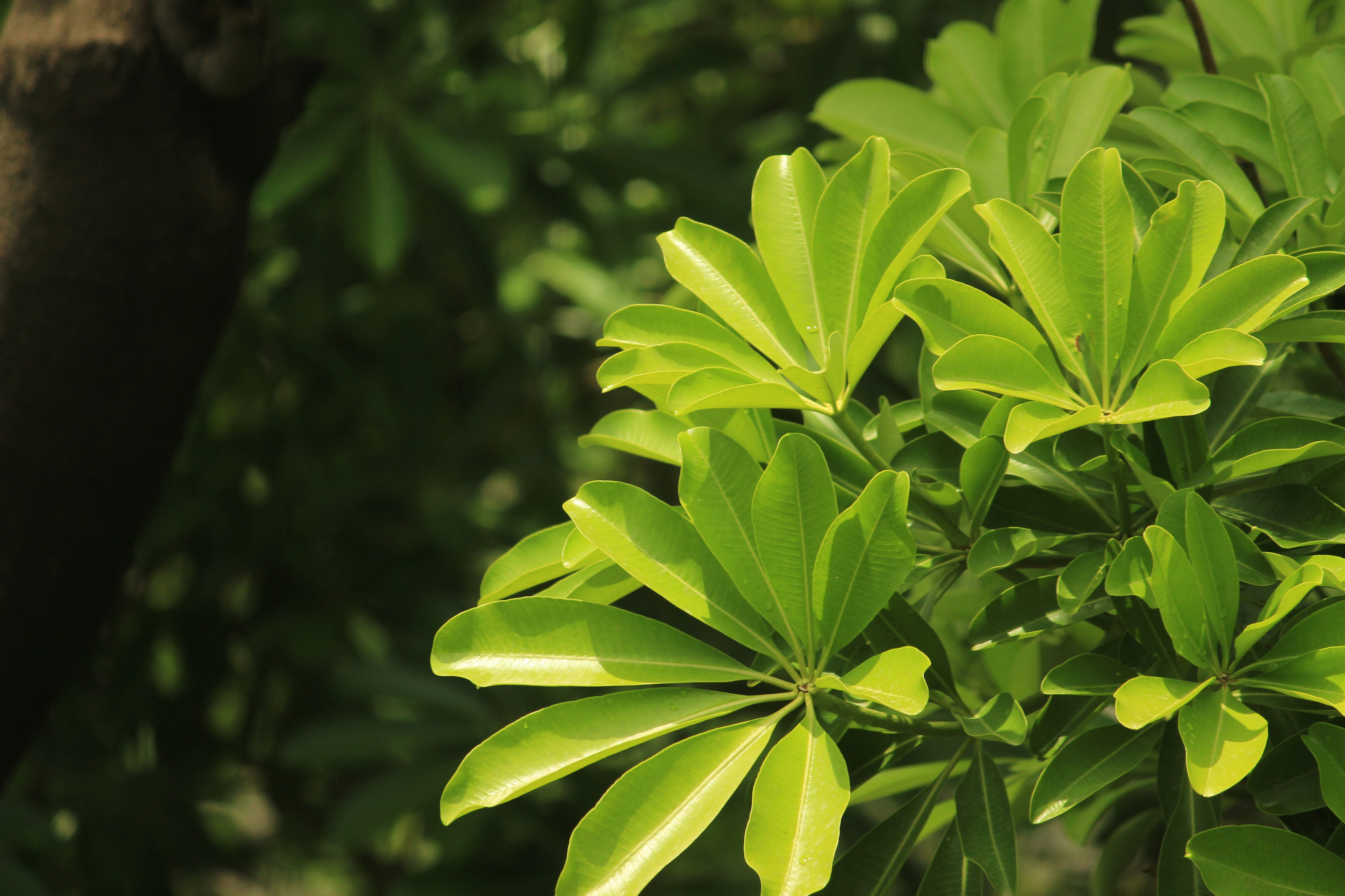Sunlit Verdant Rosettes: Close-Up of Fresh Green Leaves