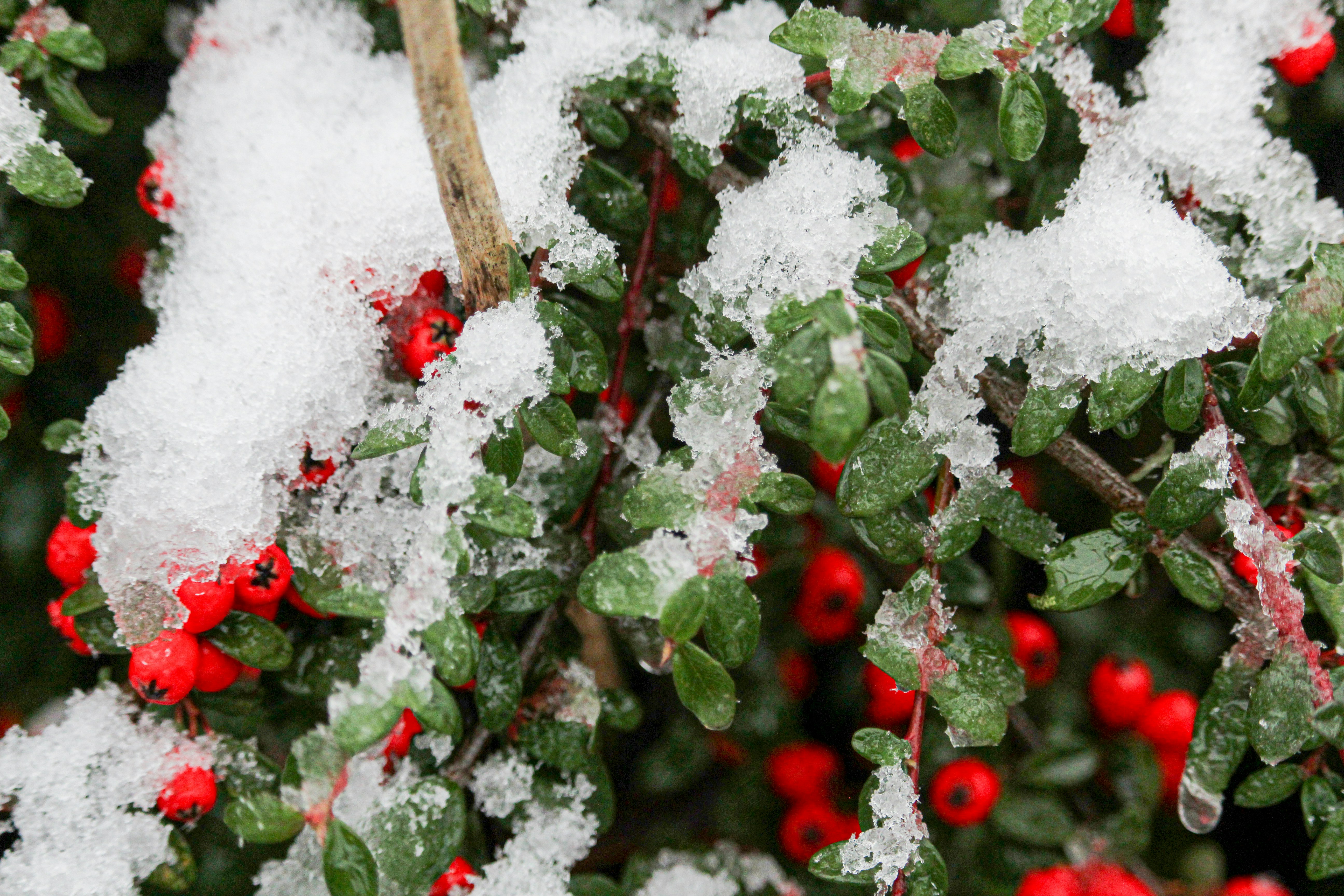 Red round fruit covered with snow photo – Free Snow Image on Unsplash