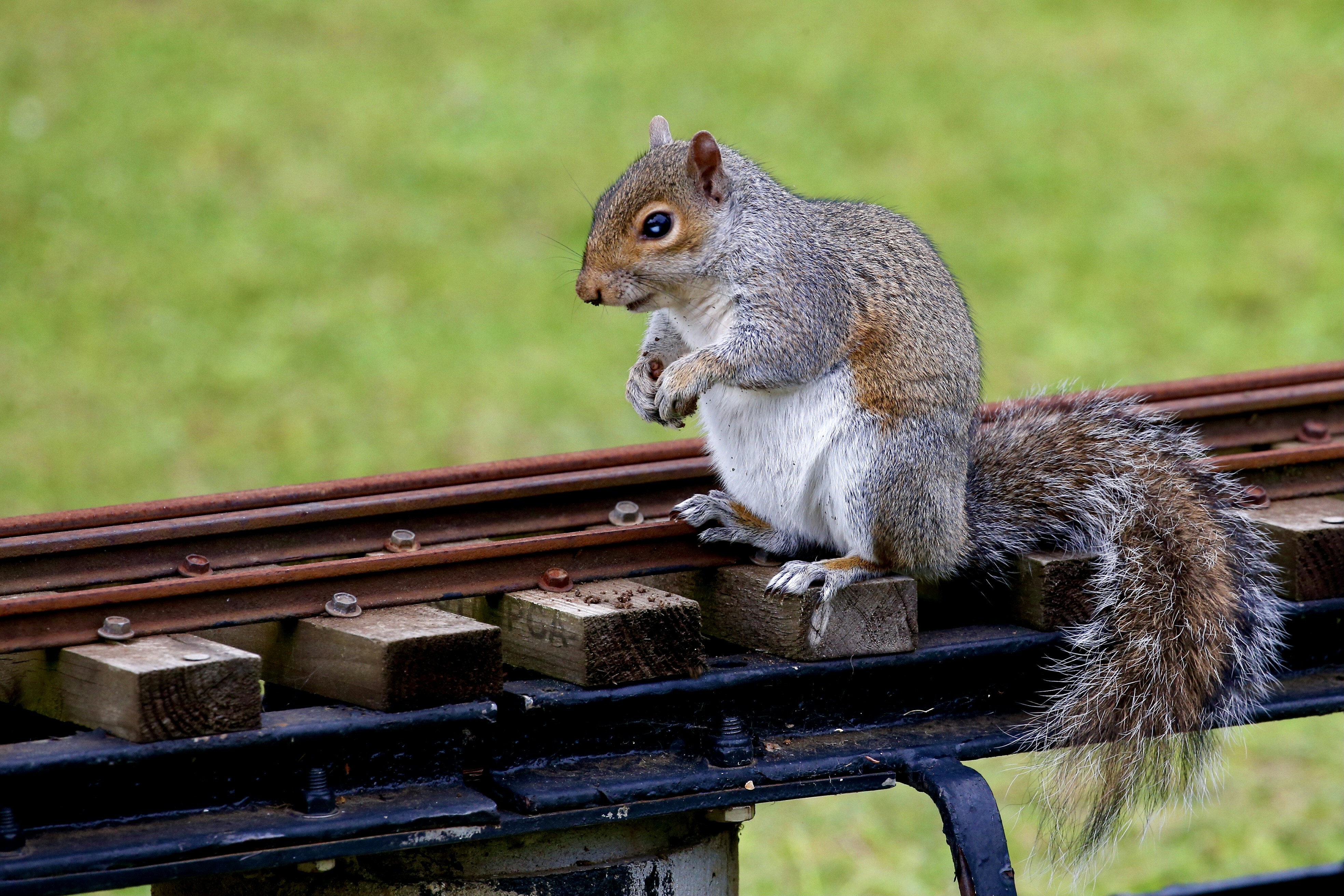 Écureuil brun sur banc en bois brun pendant la journée photo – Photo ...