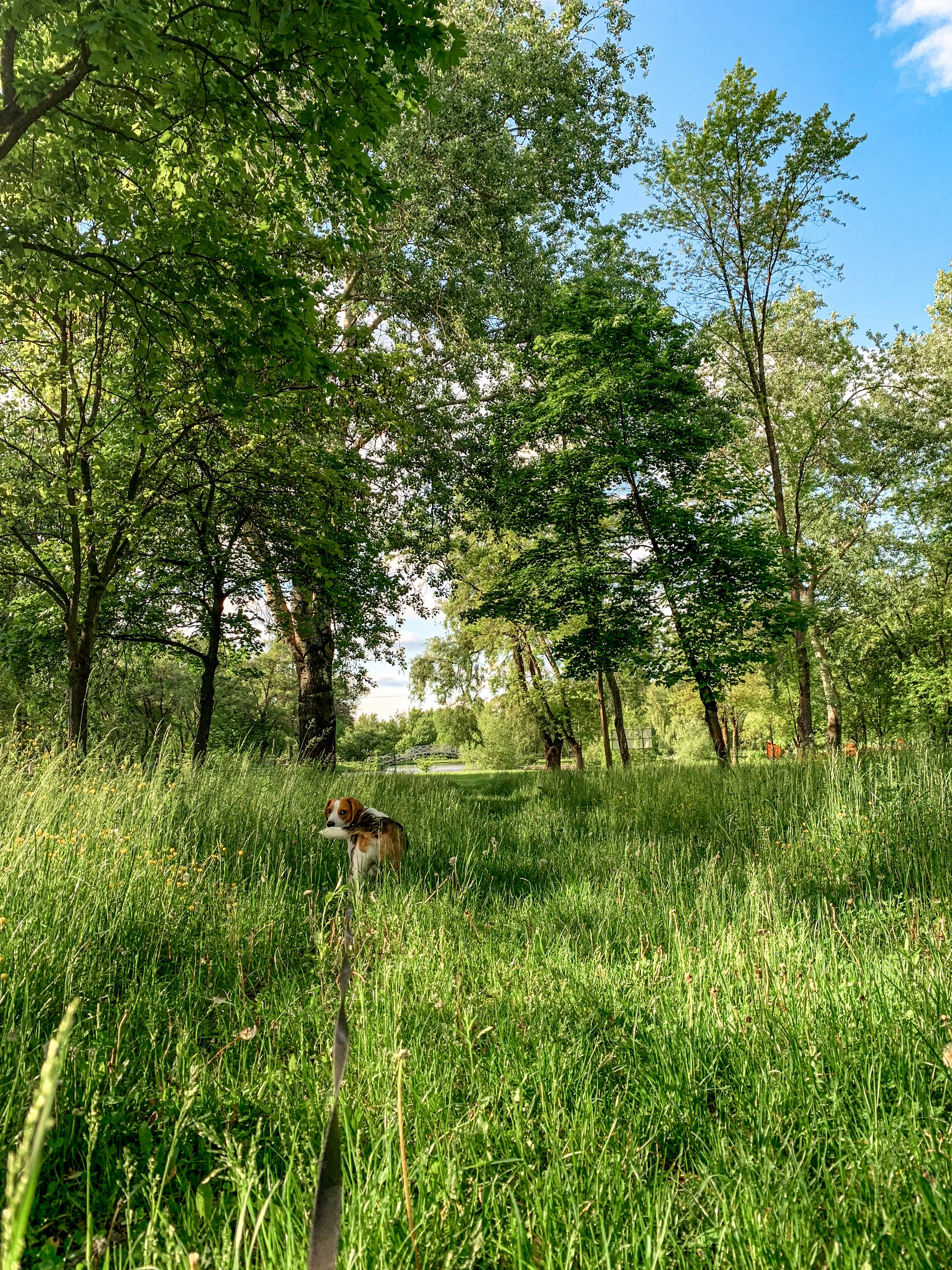 Leashed Beagle in a Sunlit Park Among Tall Green Grasses
