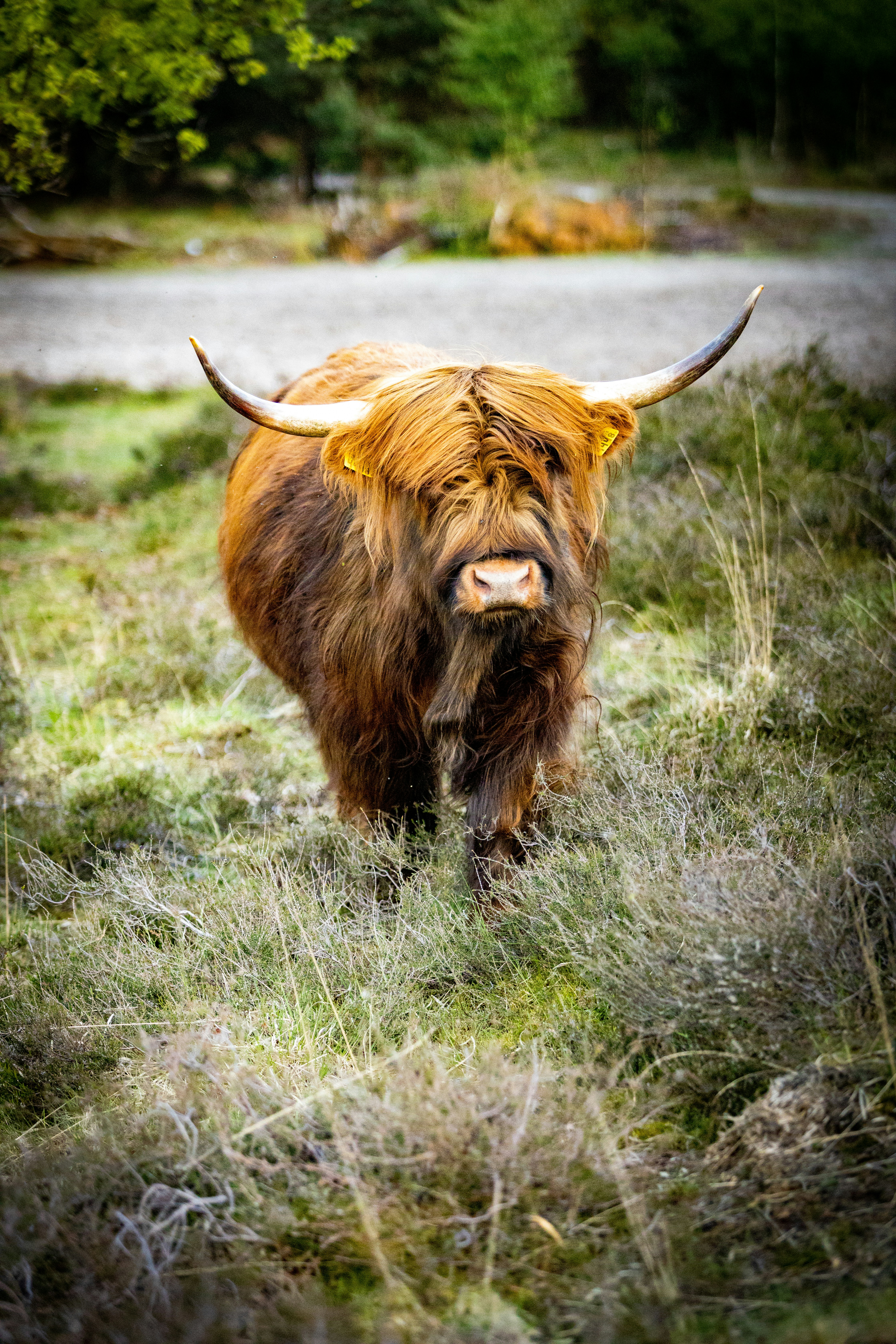 Brown yak on green grass field during daytime photo – Free Nederland ...