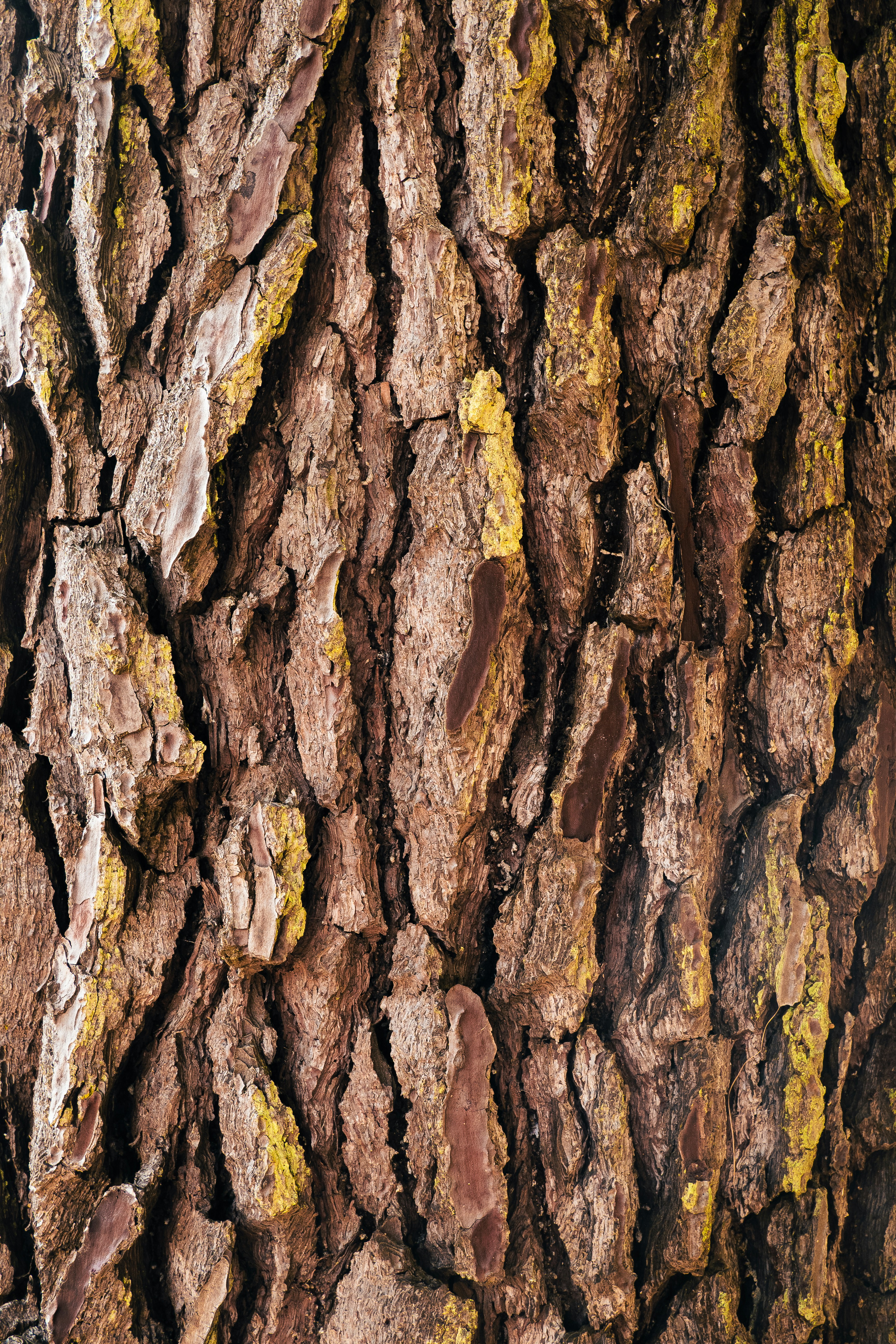 Tree Trunk Pictures | Download Free Images on Unsplash
