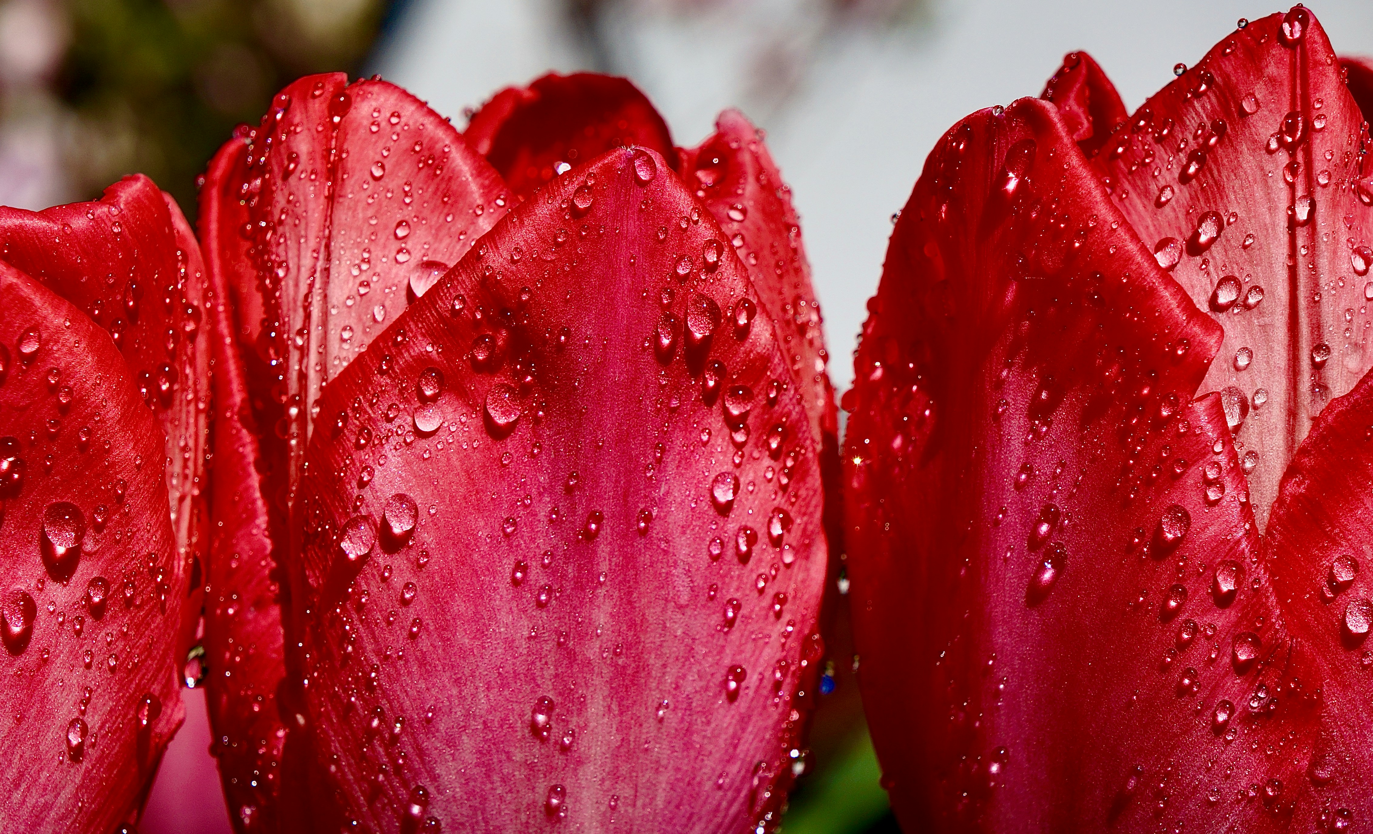 April Showers Pictures | Download Free Images on Unsplash