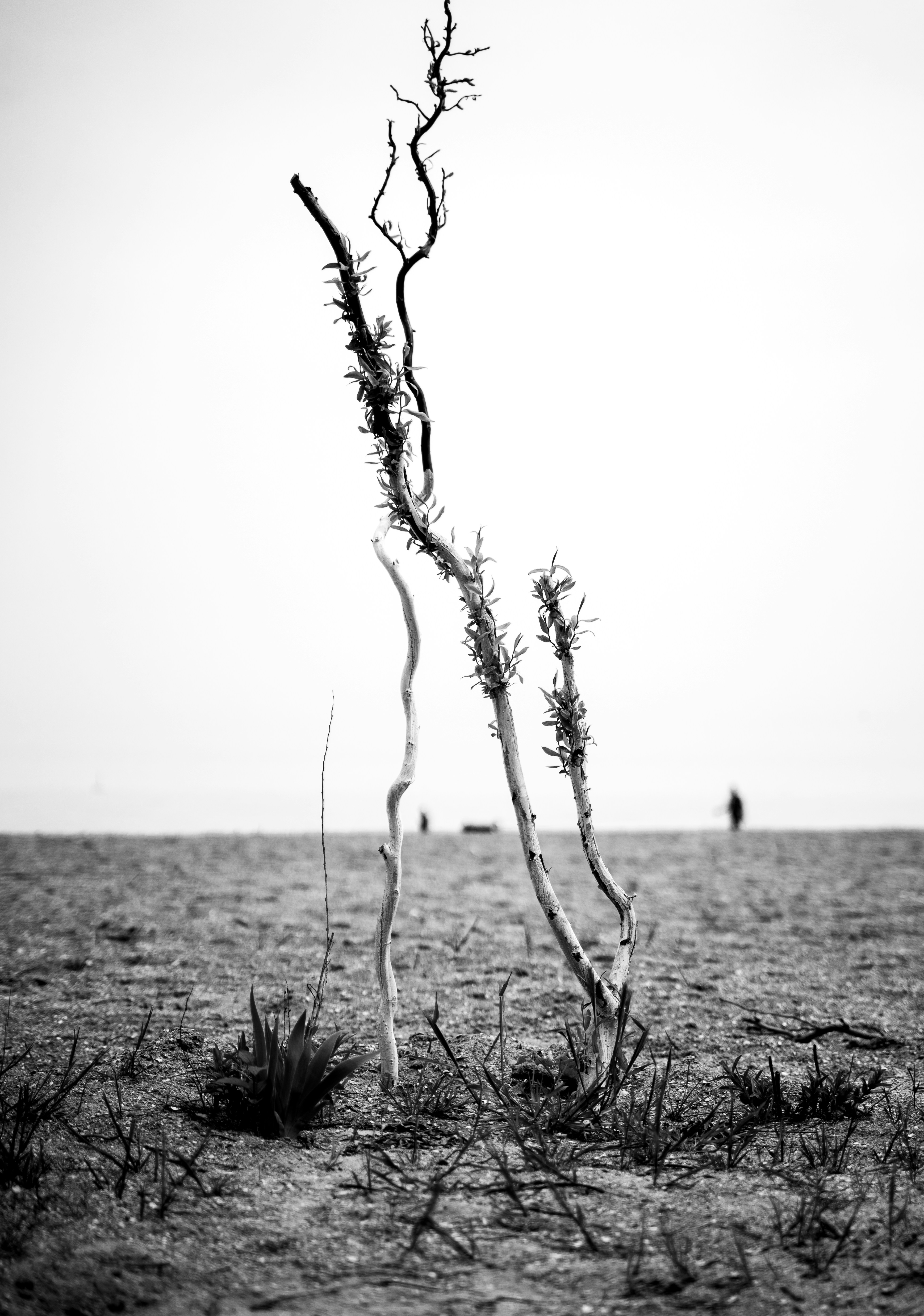 A lone, twisted branch rises from the sandy beach, surrounded by sparse vegetation and distant figures. The monochrome tones enhance the stark beauty of the scene.
