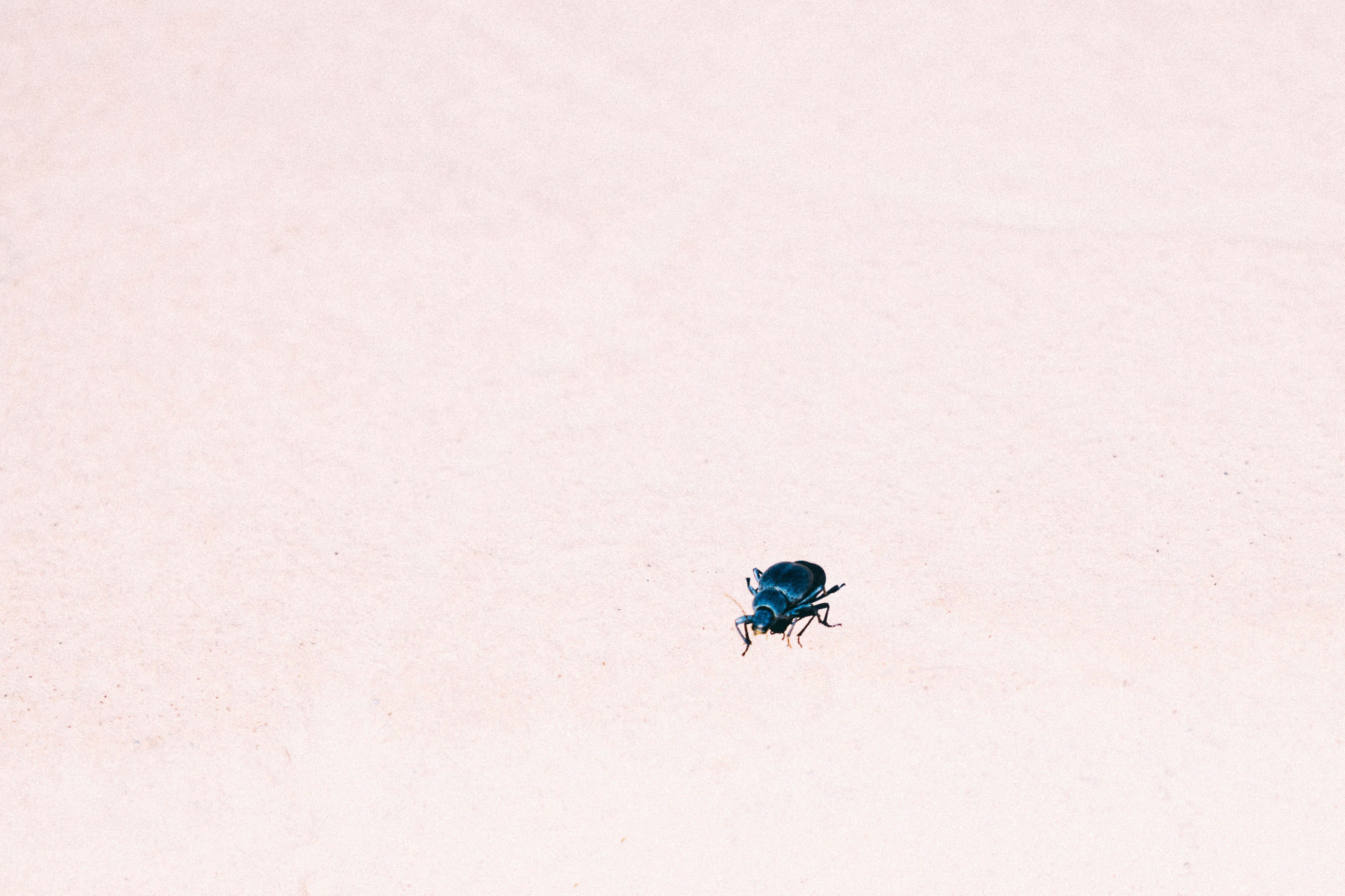 Blue and black bug on white snow photo – Free Spain Image on Unsplash