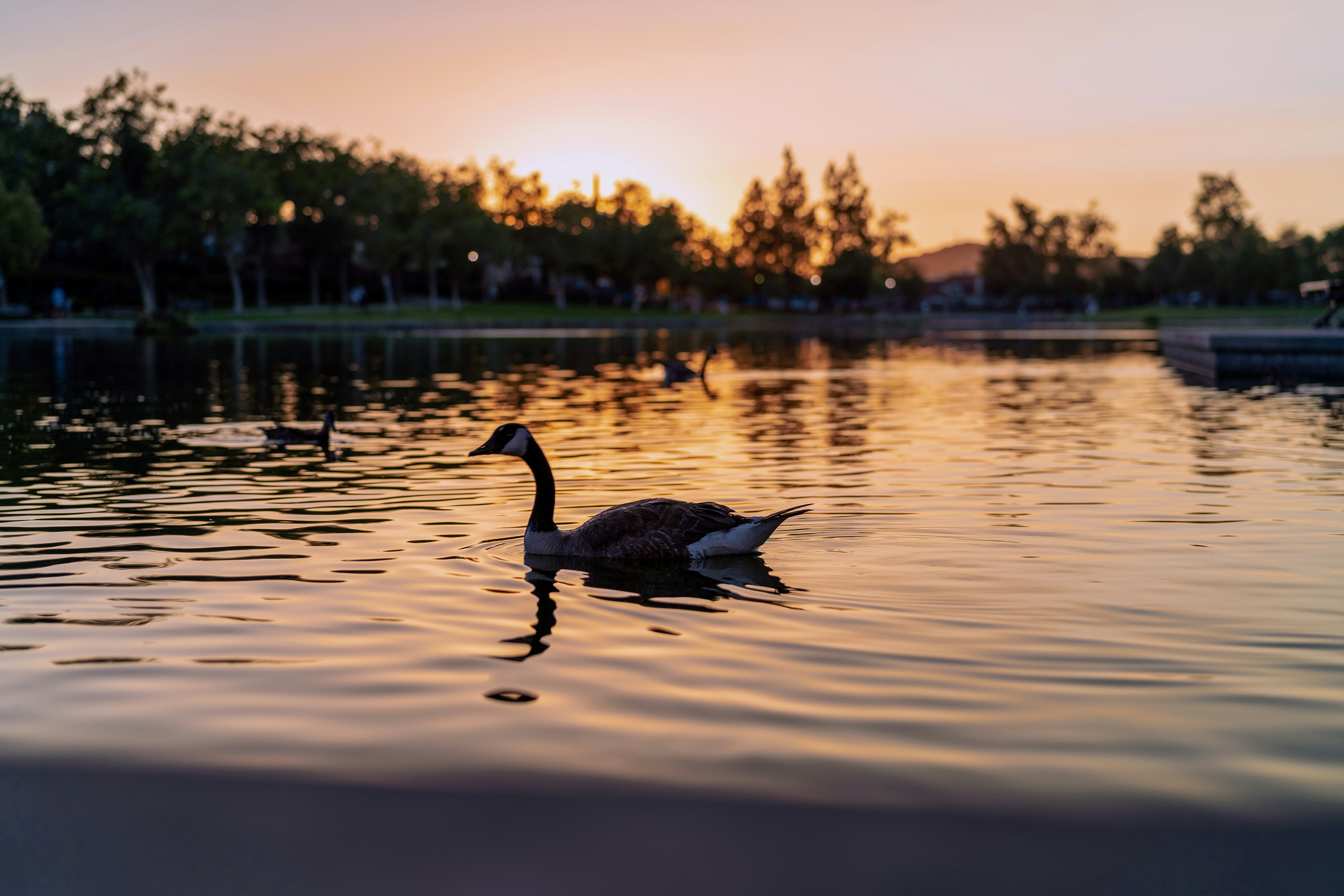 Ducks swimming in a lake at sunset. Photo by Marty O'Neill of Drastic Graphics. 