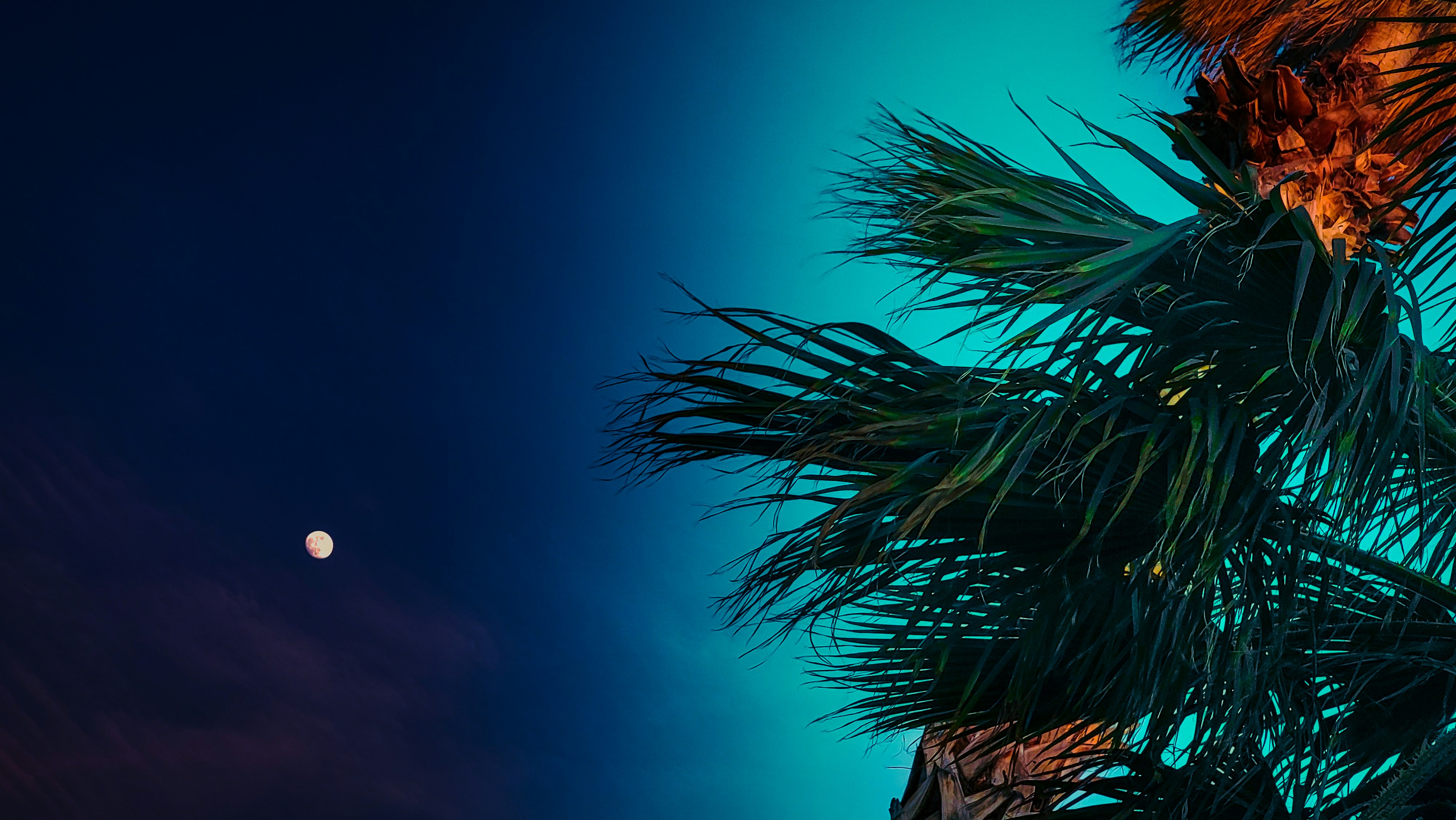 Moonlit Night in the Fringes of Neon Palms
