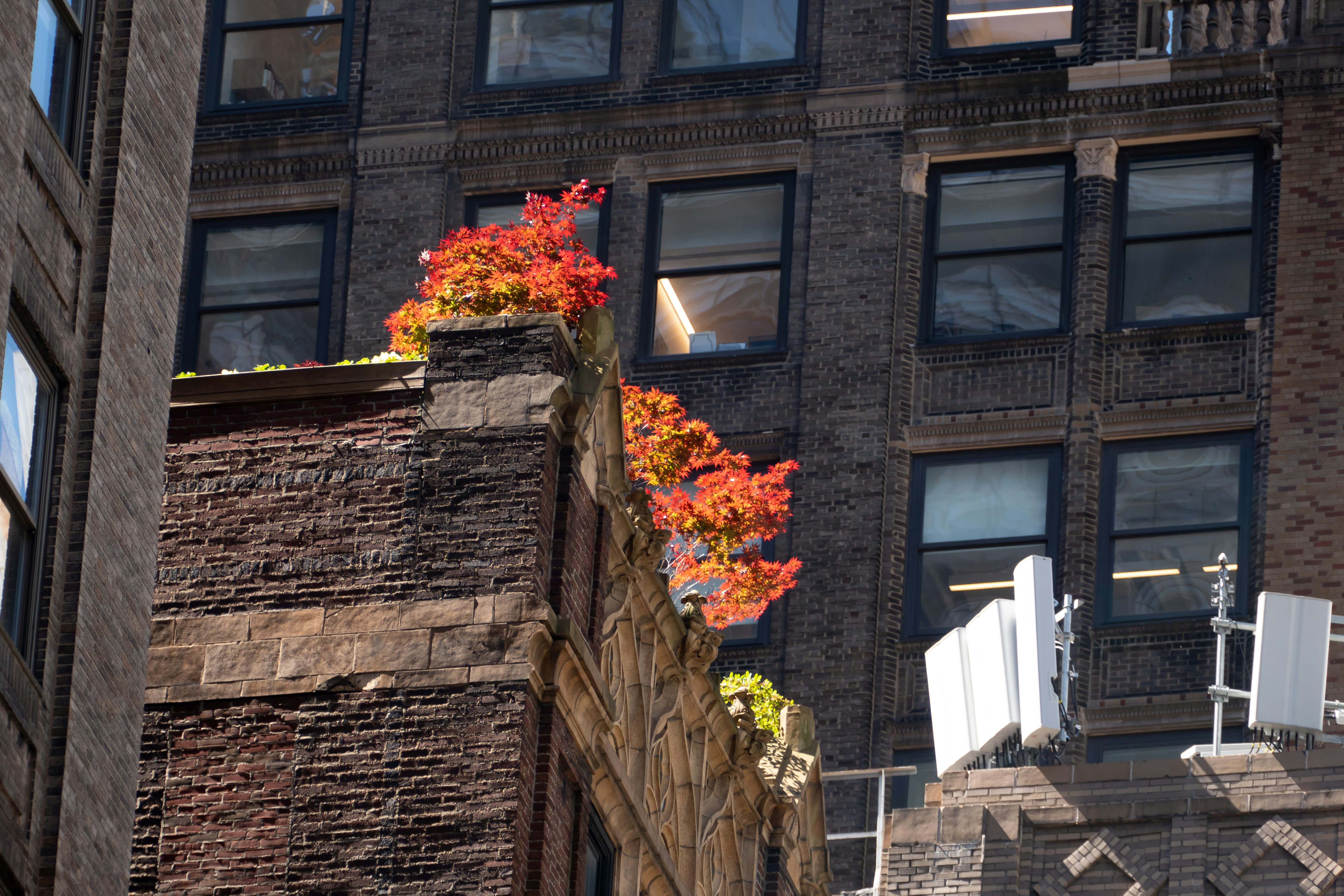 Crimson Foliage Clinging to an Urban Stone Edge