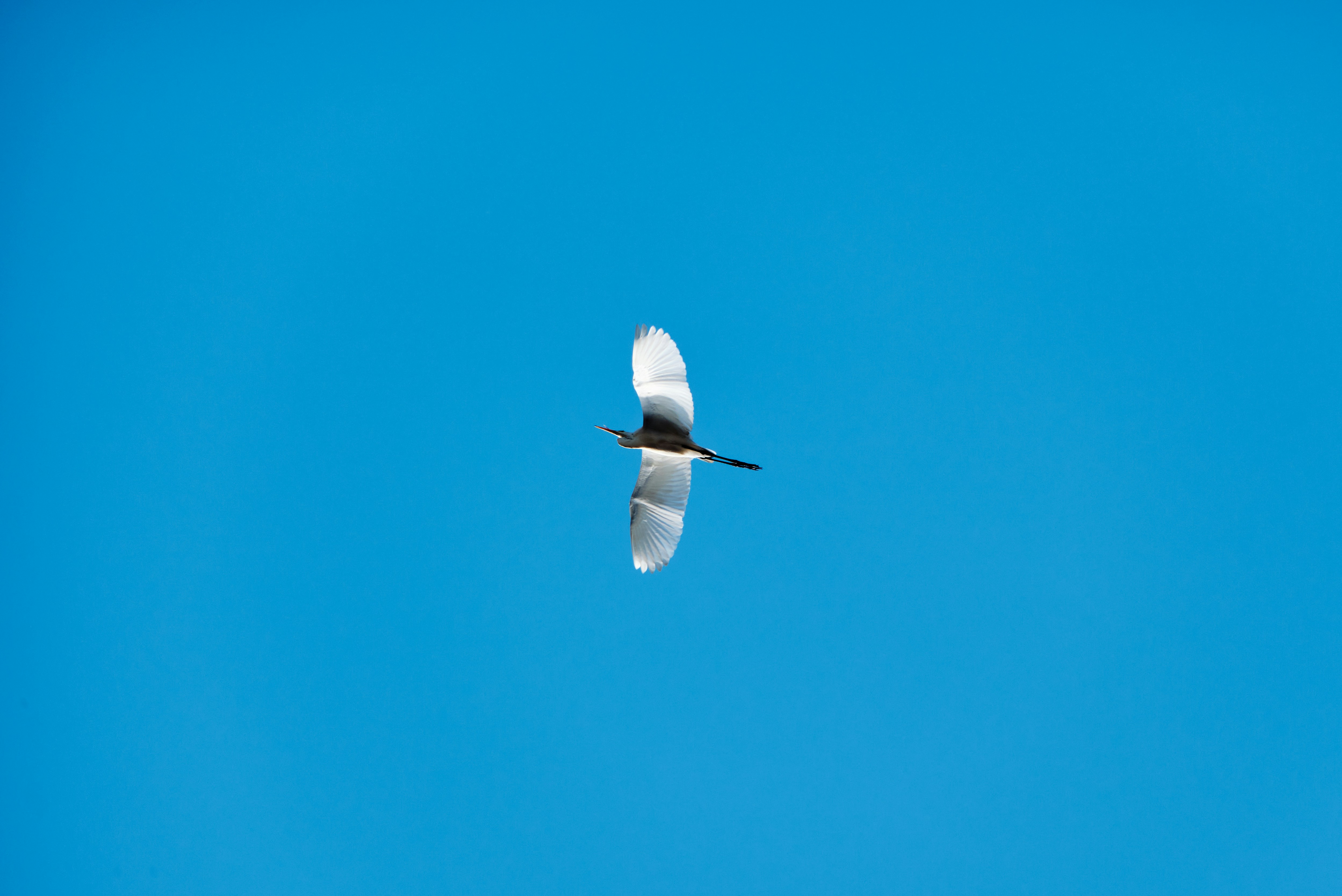 white bird flying under blue sky during daytime