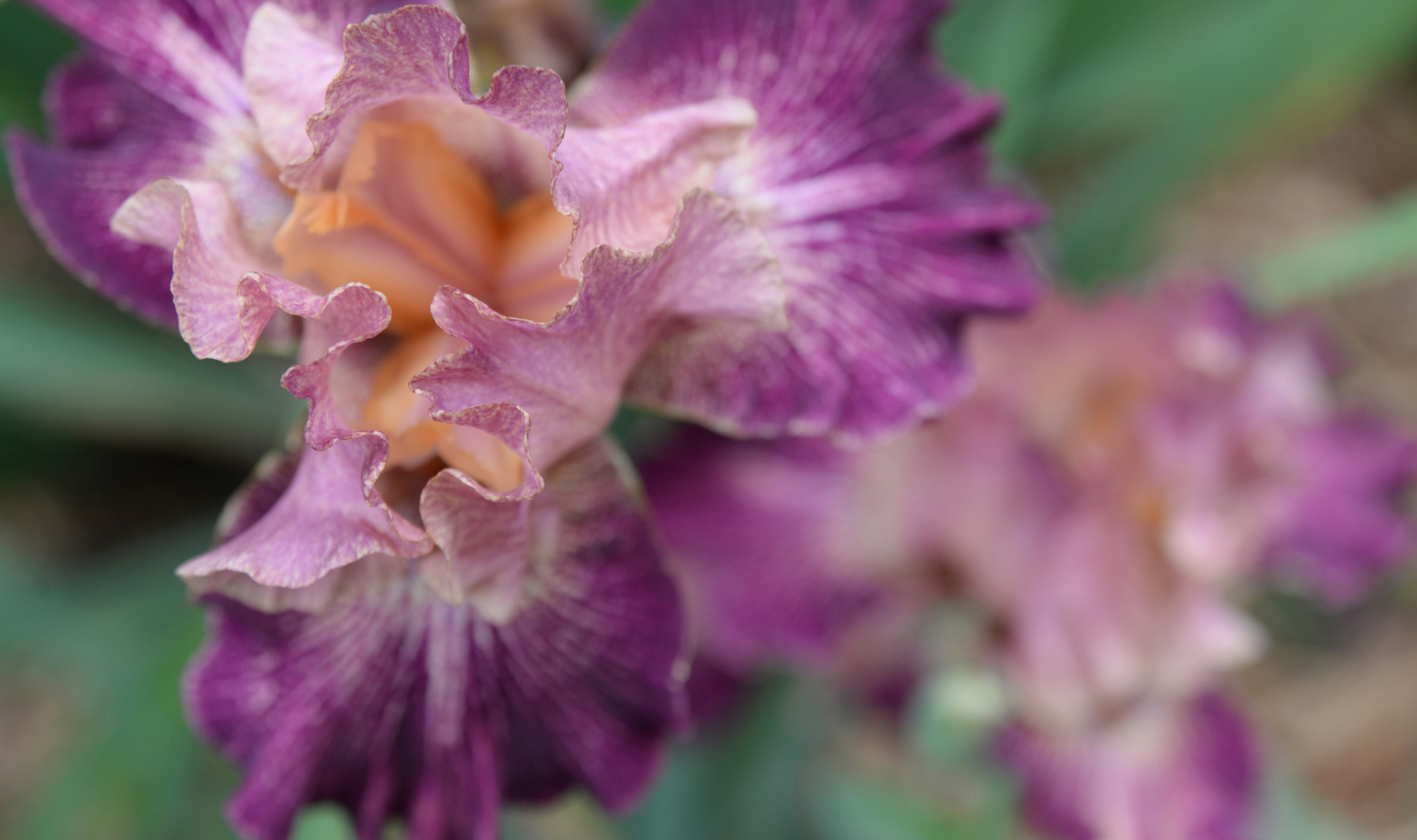 Petals in Focus: a close-up of a purple iris with soft peach throat