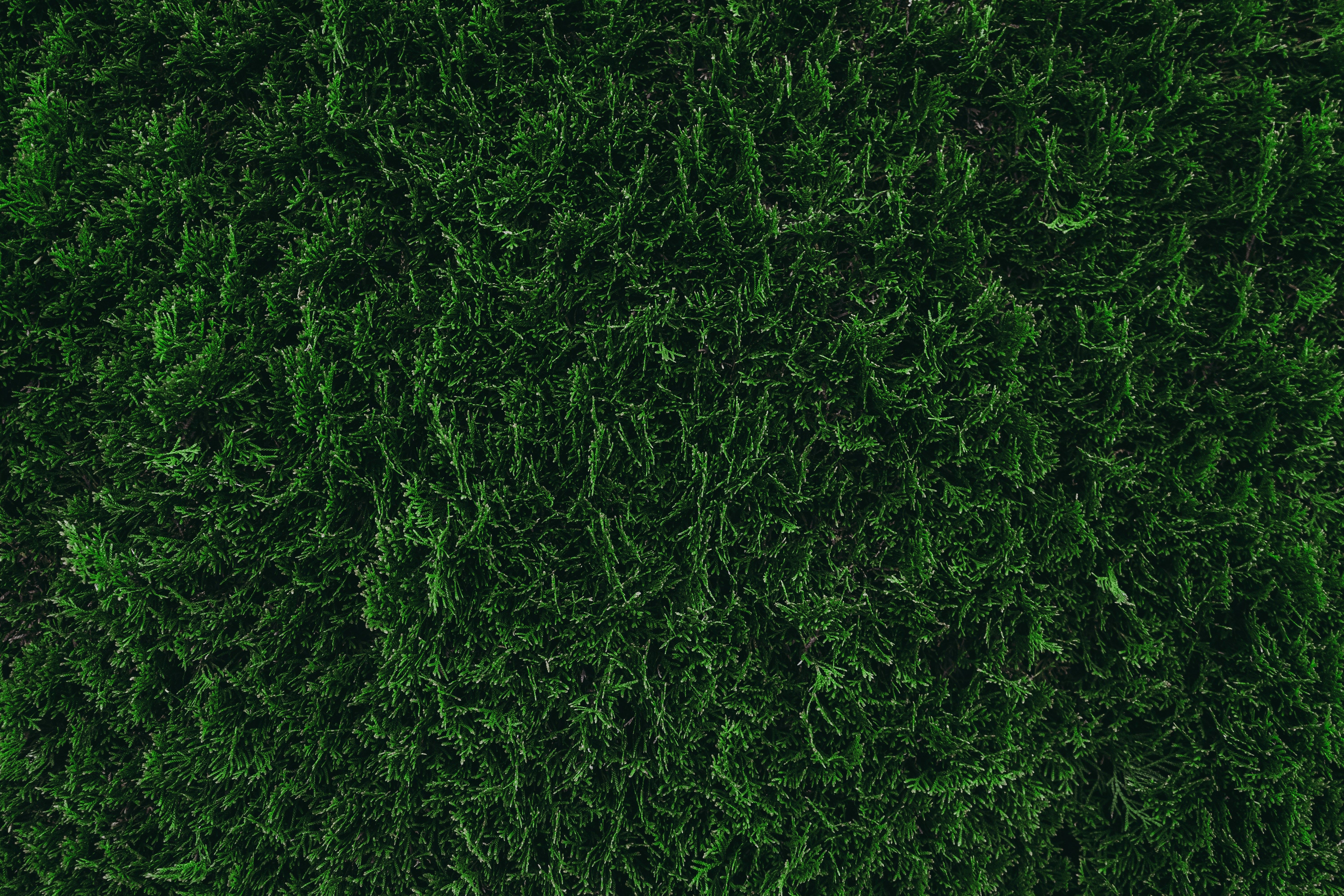 500+ Moss Texture Pictures [HD] | Download Free Images on Unsplash