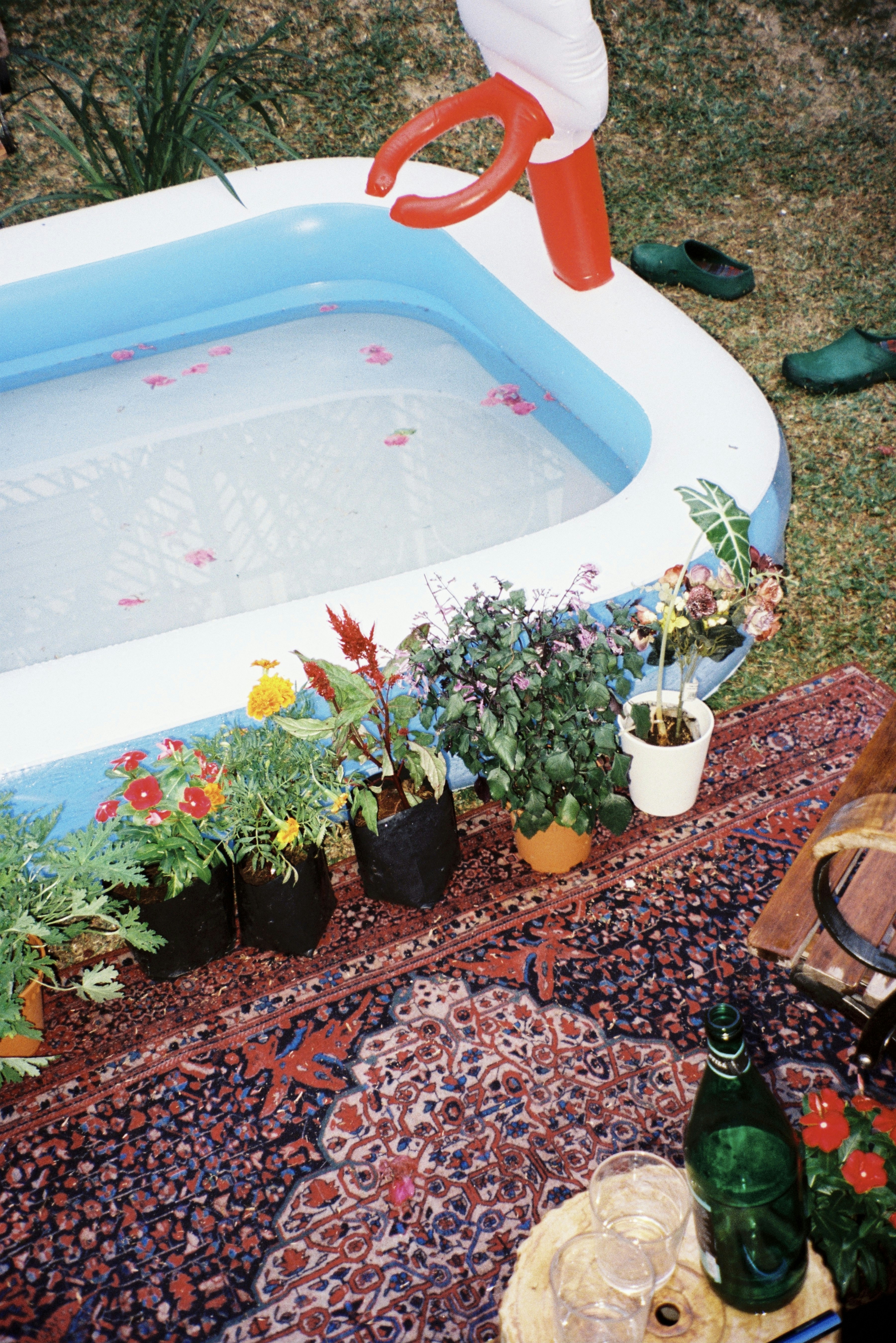 Blooms by the Blue Edge: Backyard Pool Still Life