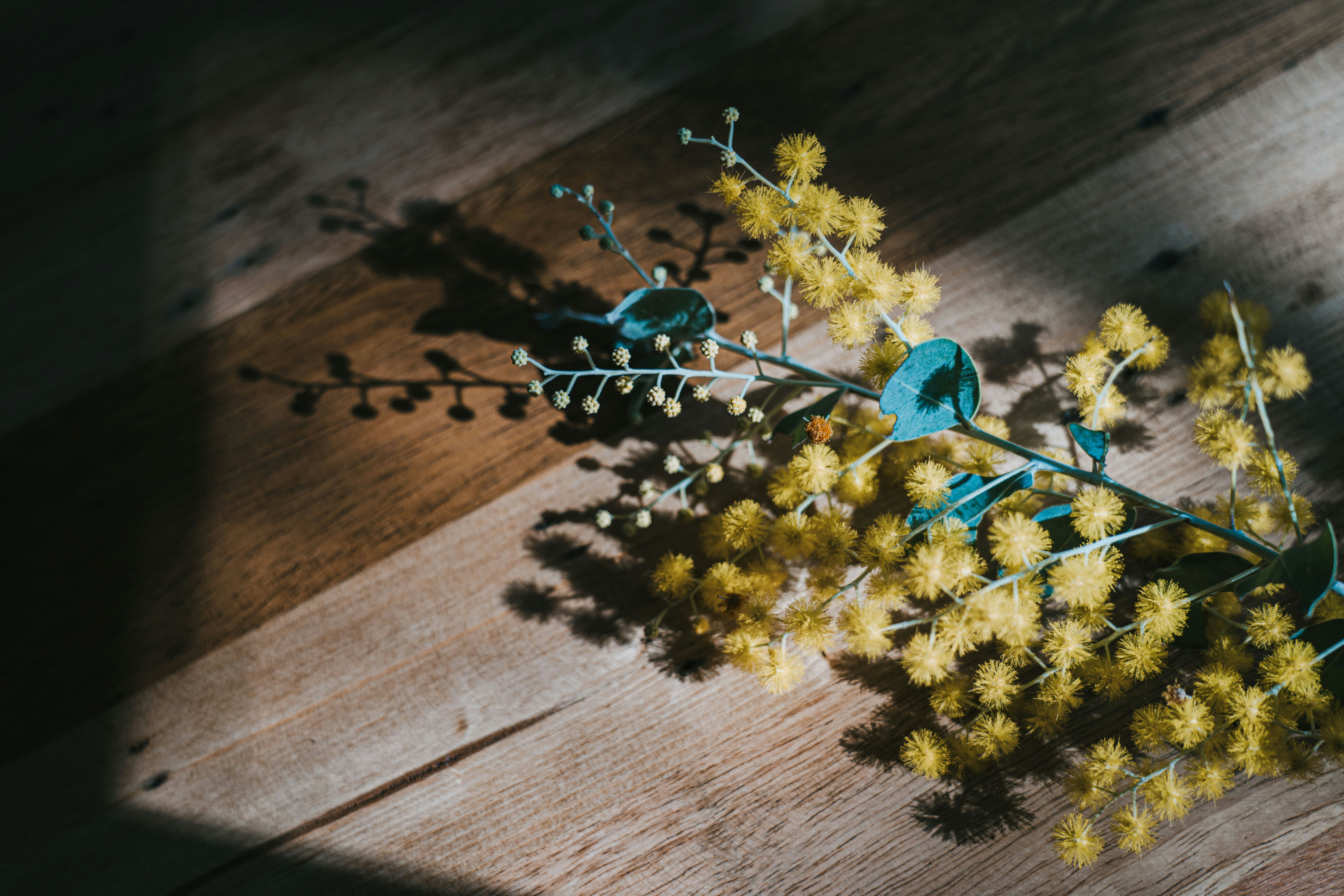 Mimosa in Sunlit Shadow: Golden Catkins on Weathered Wood