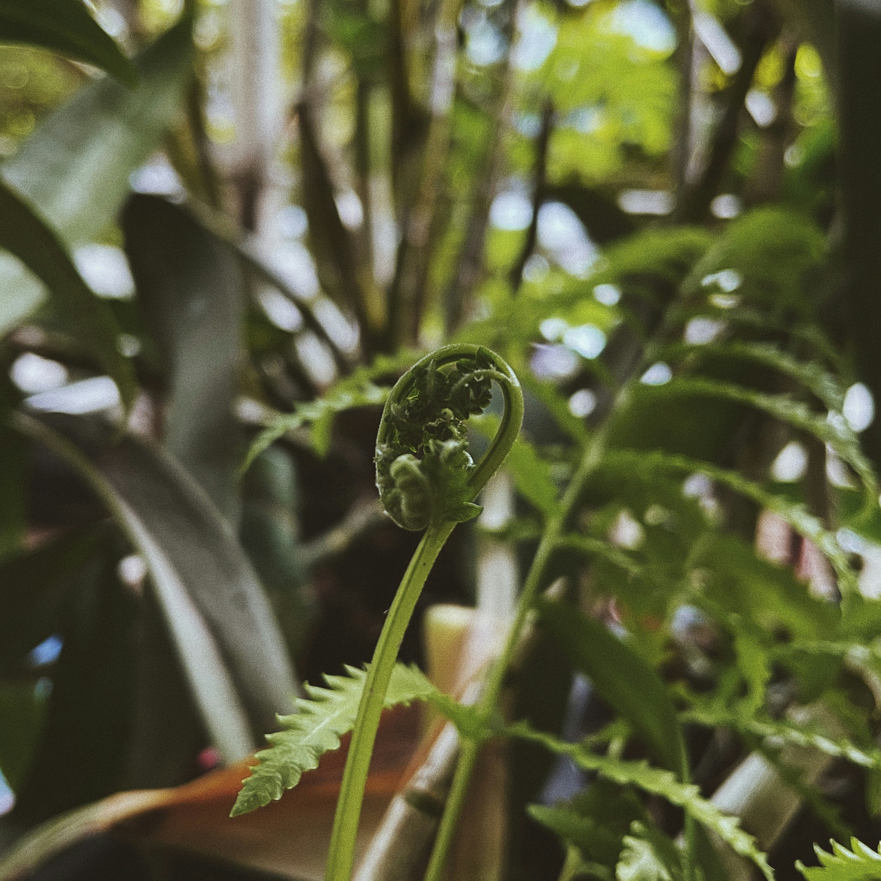 Fronded Spiral: A Fern Frond Unfurls at the Edge of Light