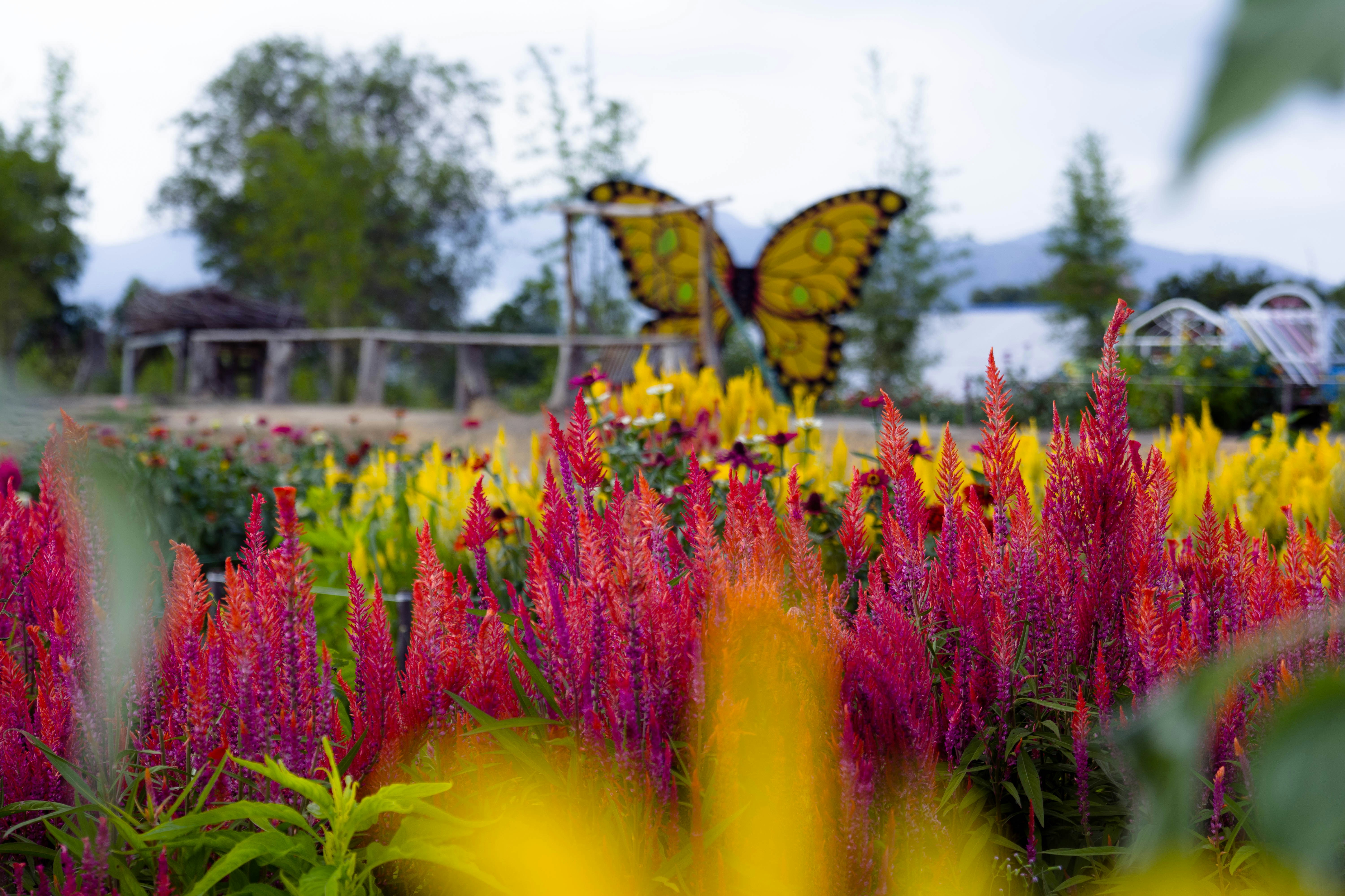 Butterfly Banner over a Field of Crimson and Gold
