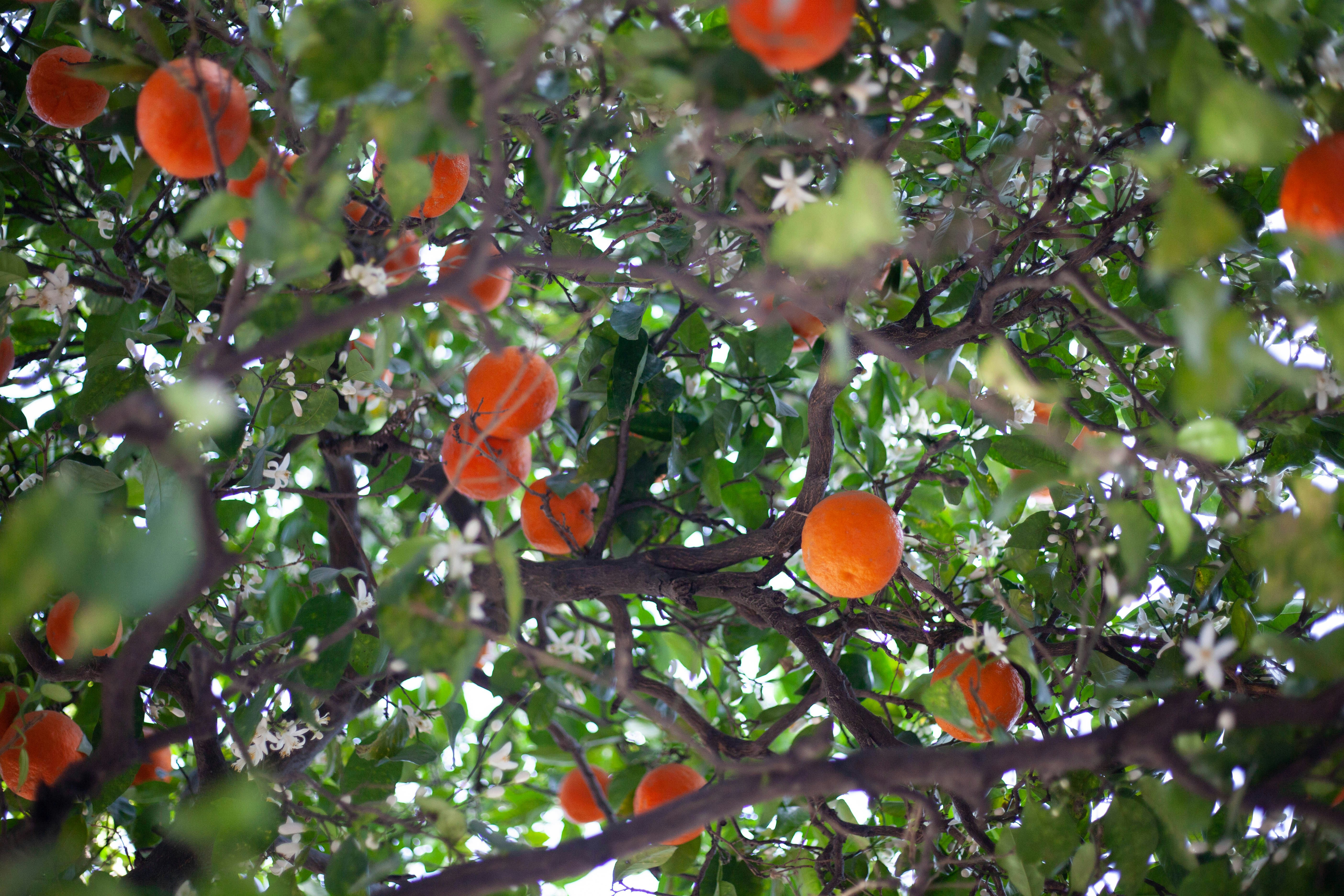 orange fruit on tree during daytime