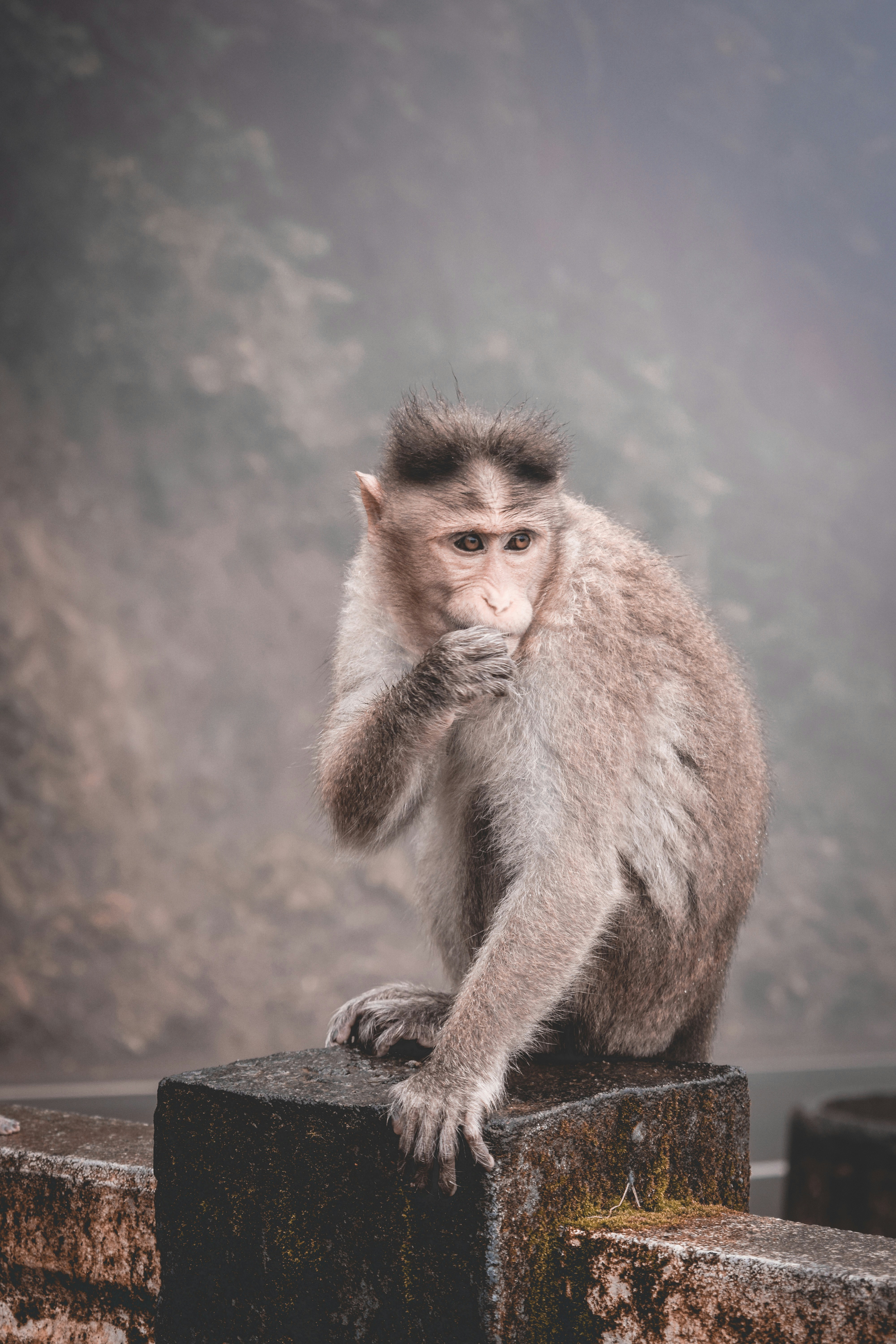 Mono marrón sentado en roca negra foto – Imagen de Mono gratuita en ...